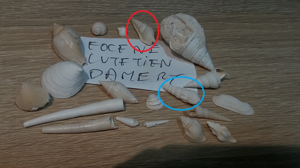 Eocene shells from France - Fossil ID - The Fossil Forum