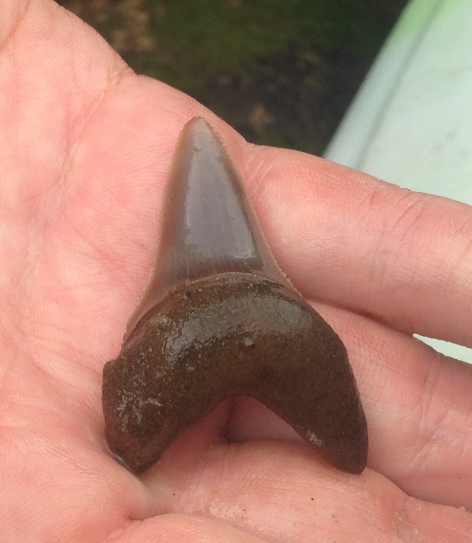 Quick Trip -Great White - Fossil Hunting Trips - The Fossil Forum