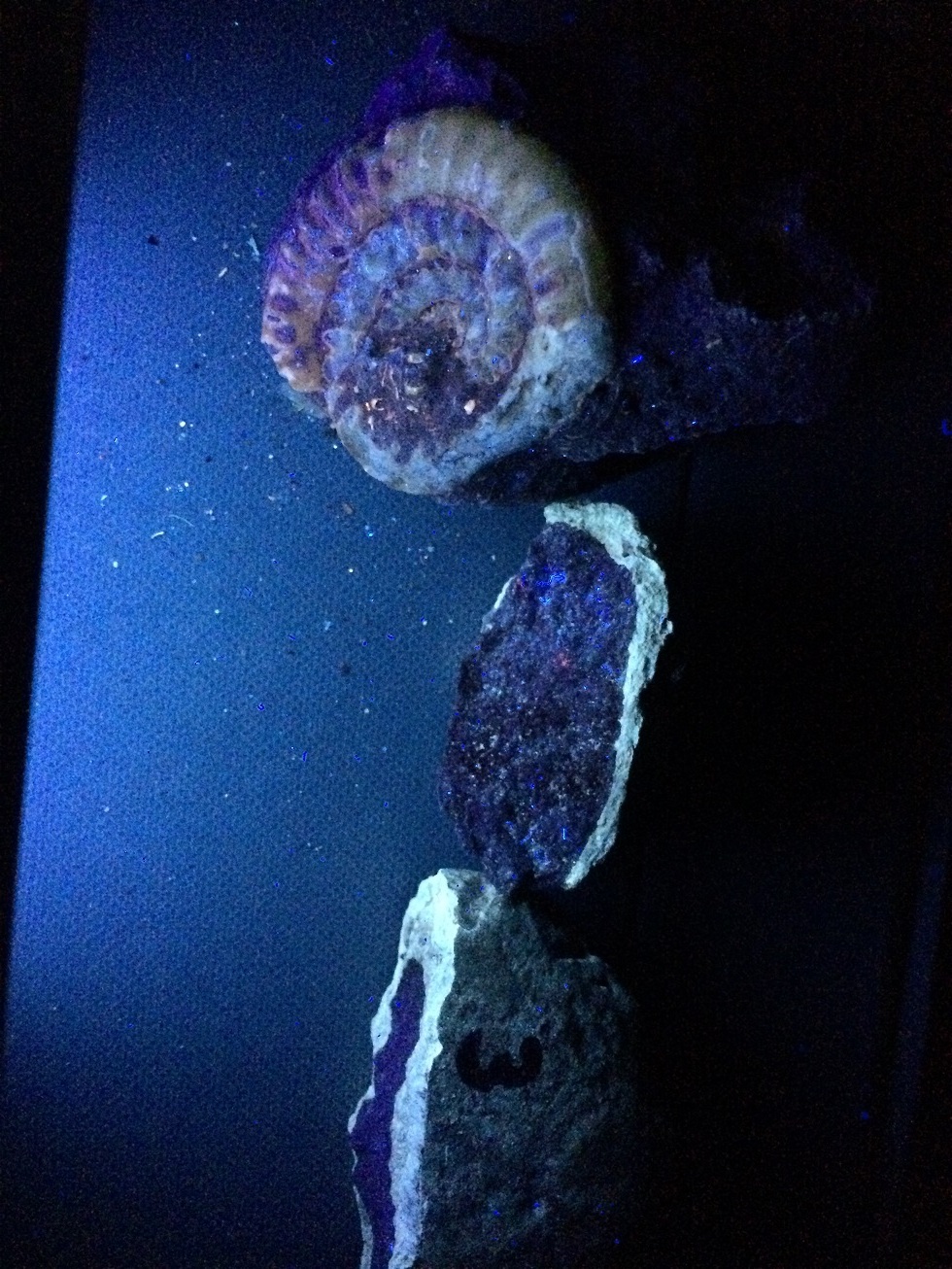 More UV Stuff - General Fossil Discussion - The Fossil Forum