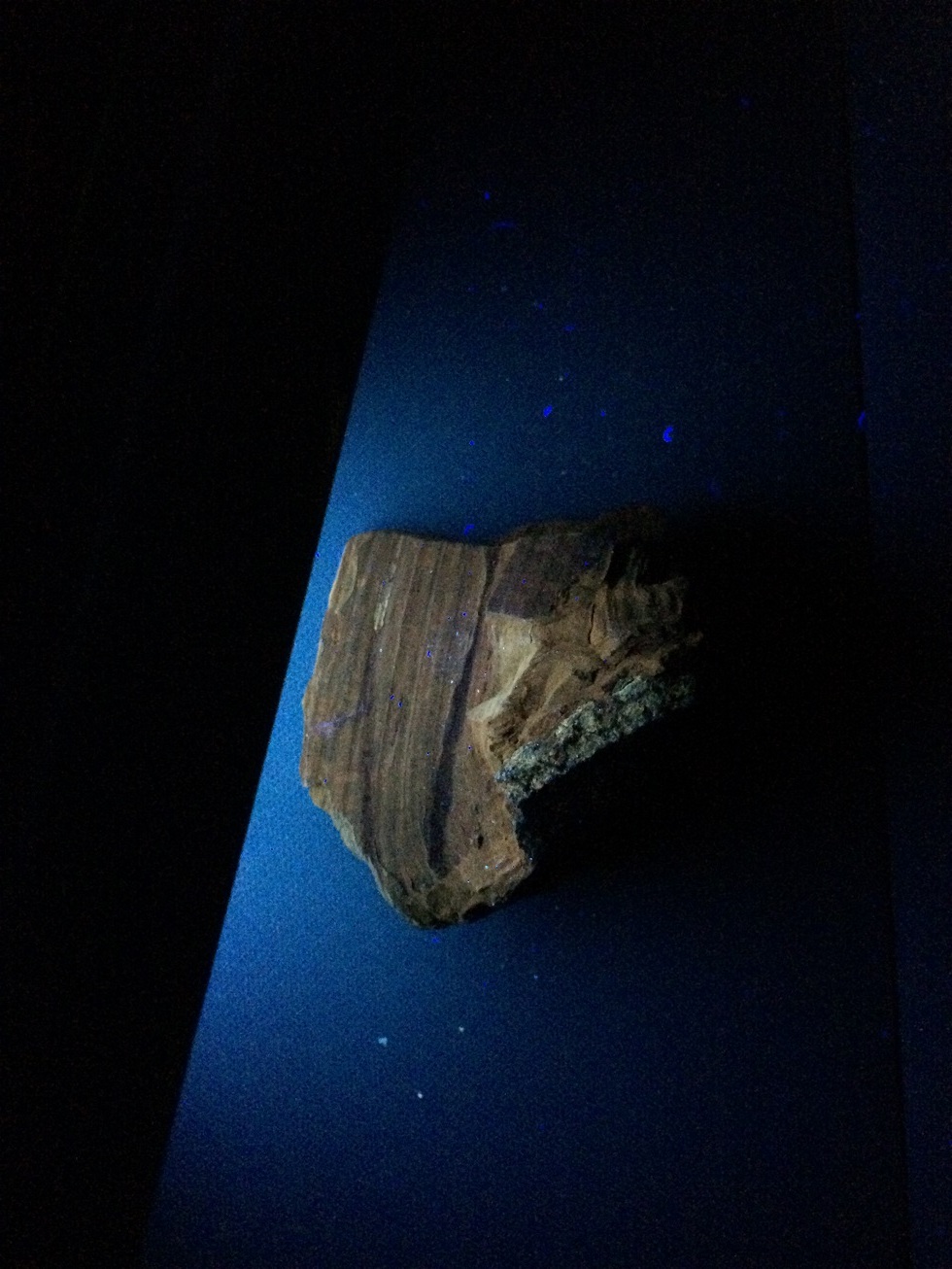 More UV Stuff - General Fossil Discussion - The Fossil Forum