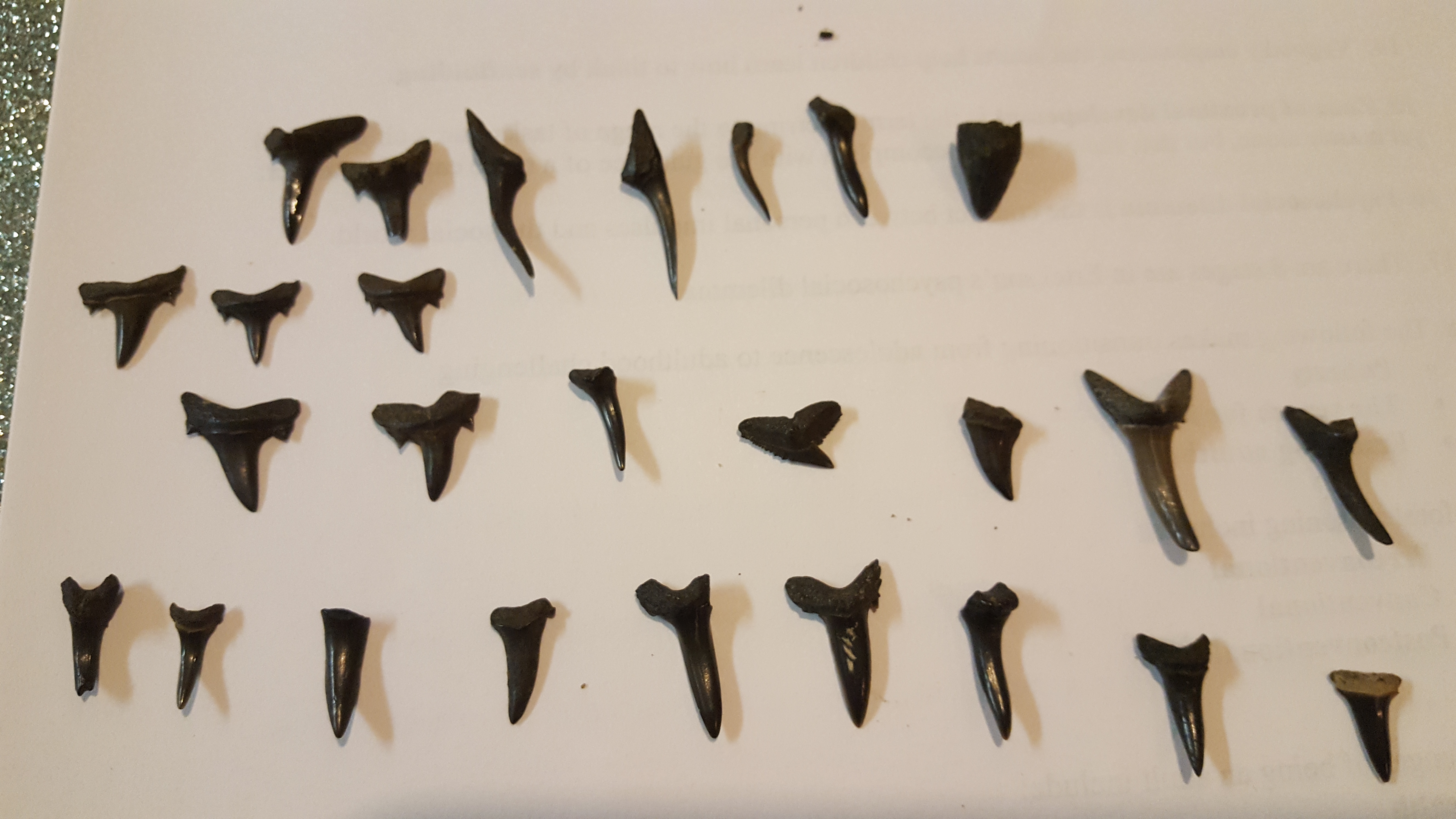 A few finds from my first trip to Point A Dam - Fossil Hunting Trips ...