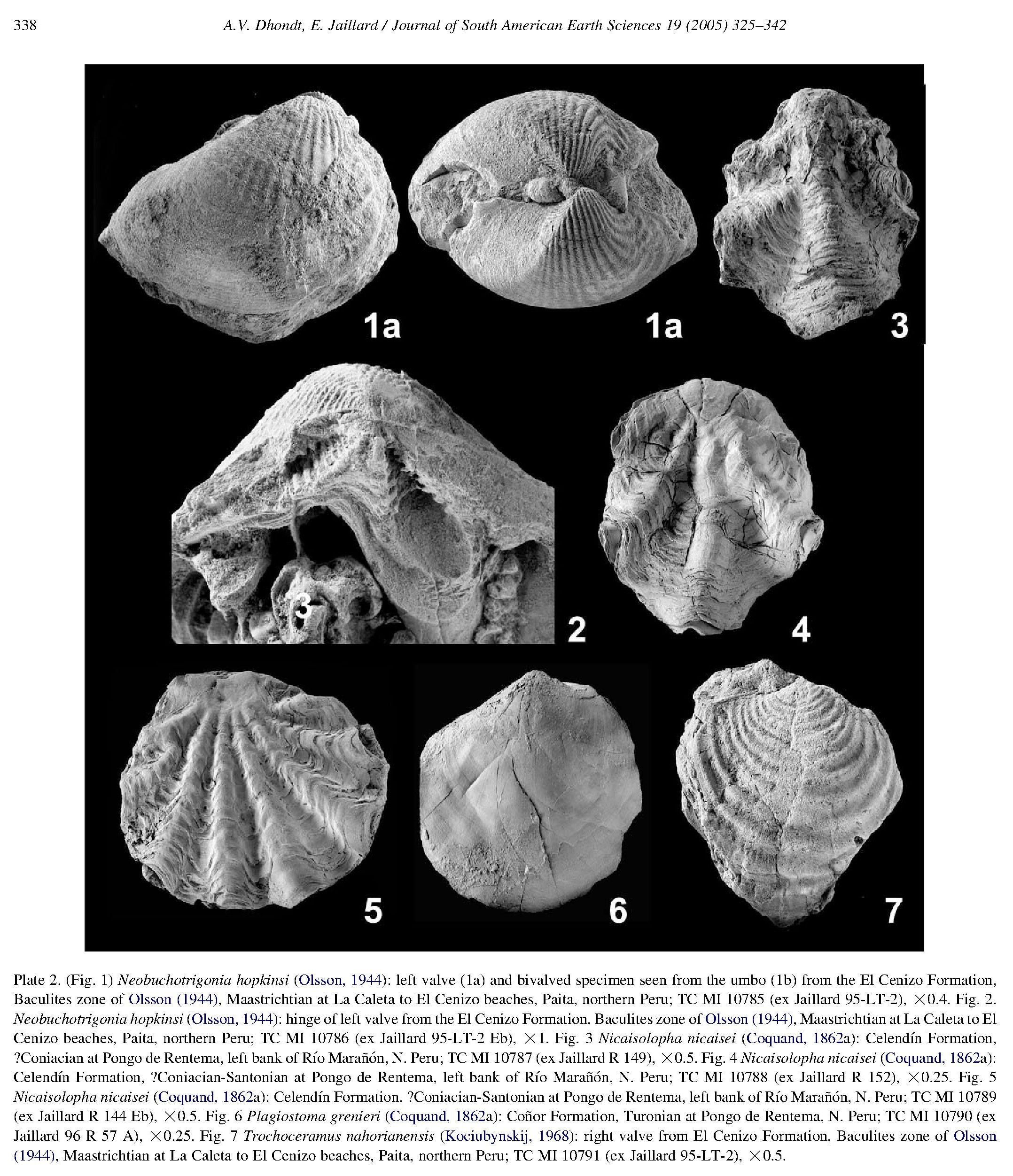 What came with the pearl - Fossil ID - The Fossil Forum