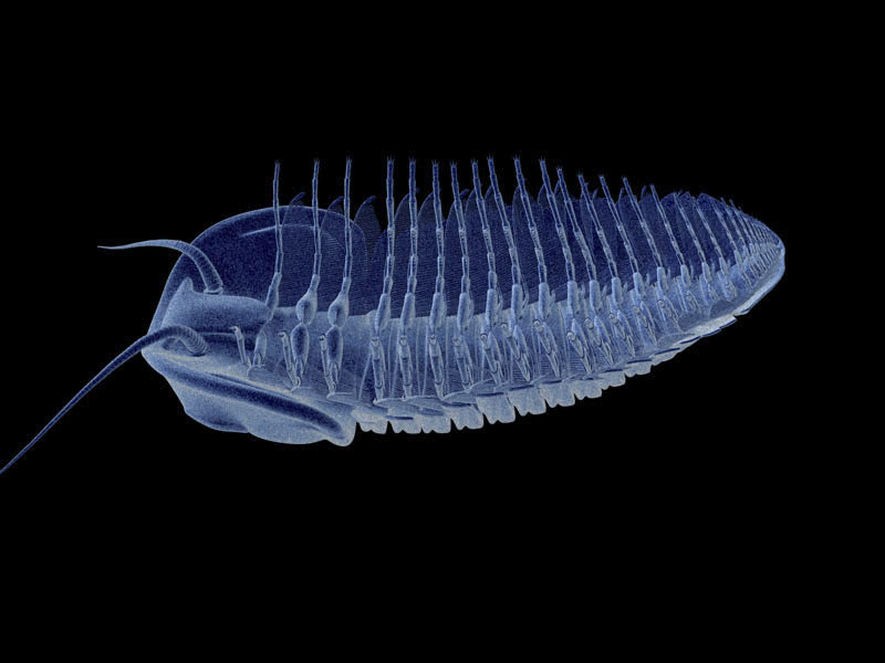 Trilobite : a 3D reconstruction - Paleo Re-creations - The Fossil Forum