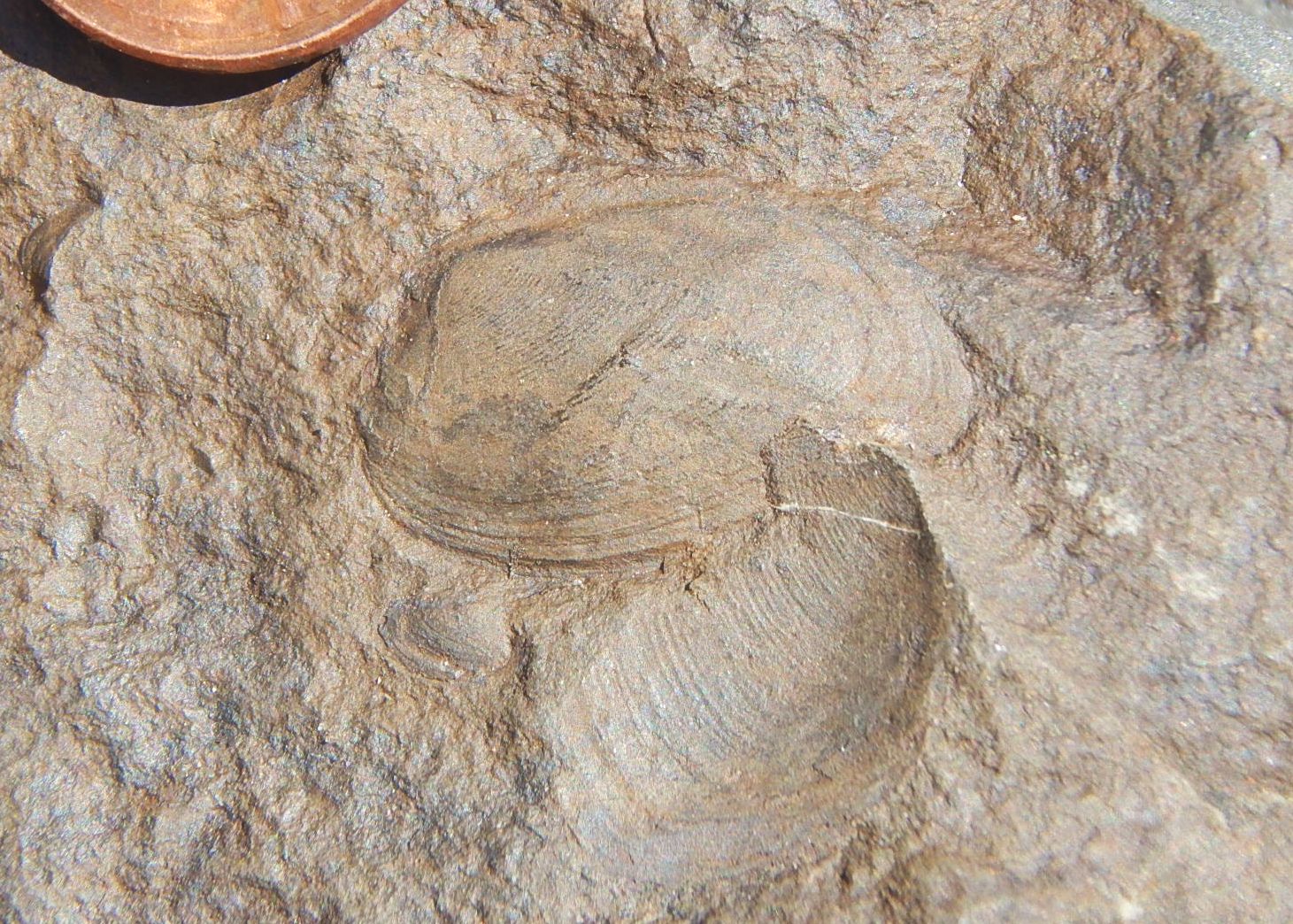 Huguenot NY Hikes - Fossil Hunting Trips - The Fossil Forum