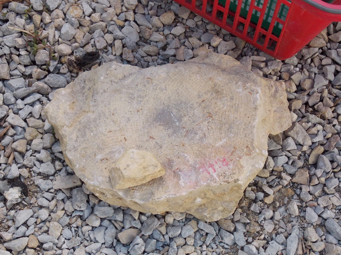 7 Days of Fossil FUN! - Fossil Hunting Trips - The Fossil Forum