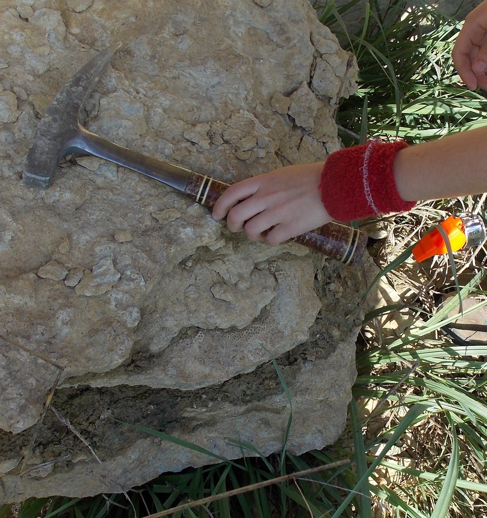 7 Days of Fossil FUN! - Fossil Hunting Trips - The Fossil Forum