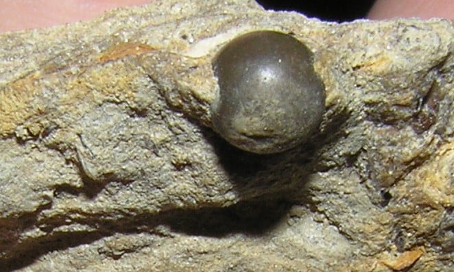 How to get Pearls from Fossil Oysters?? Prep or Matrix removal ...