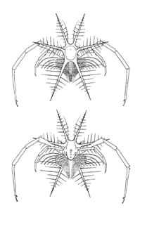 Mimetaster hexagonalis GÜRICH, 1931 - Other Arthropods - The Fossil Forum