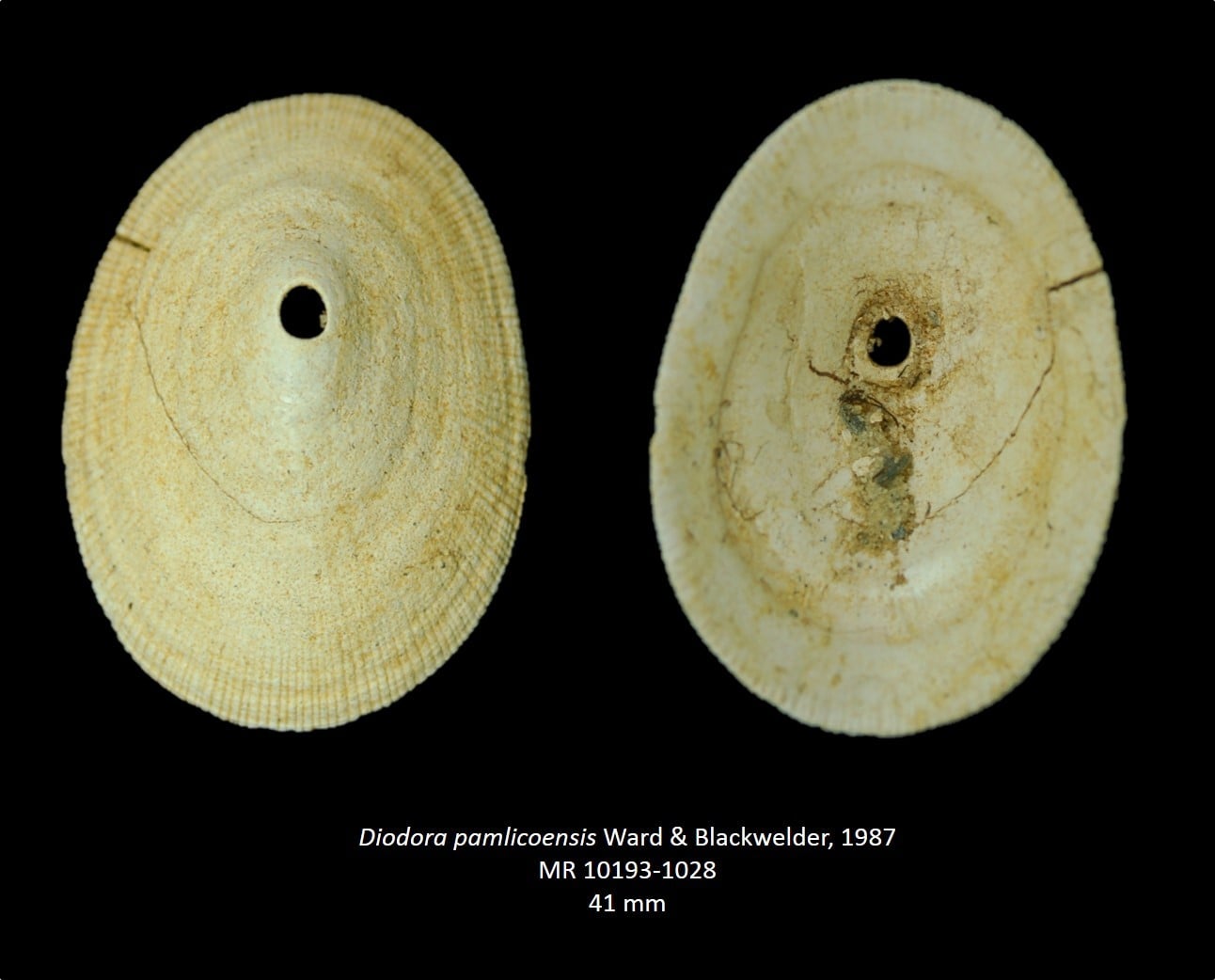 Diodora pamlicoensis - Gastropods - The Fossil Forum