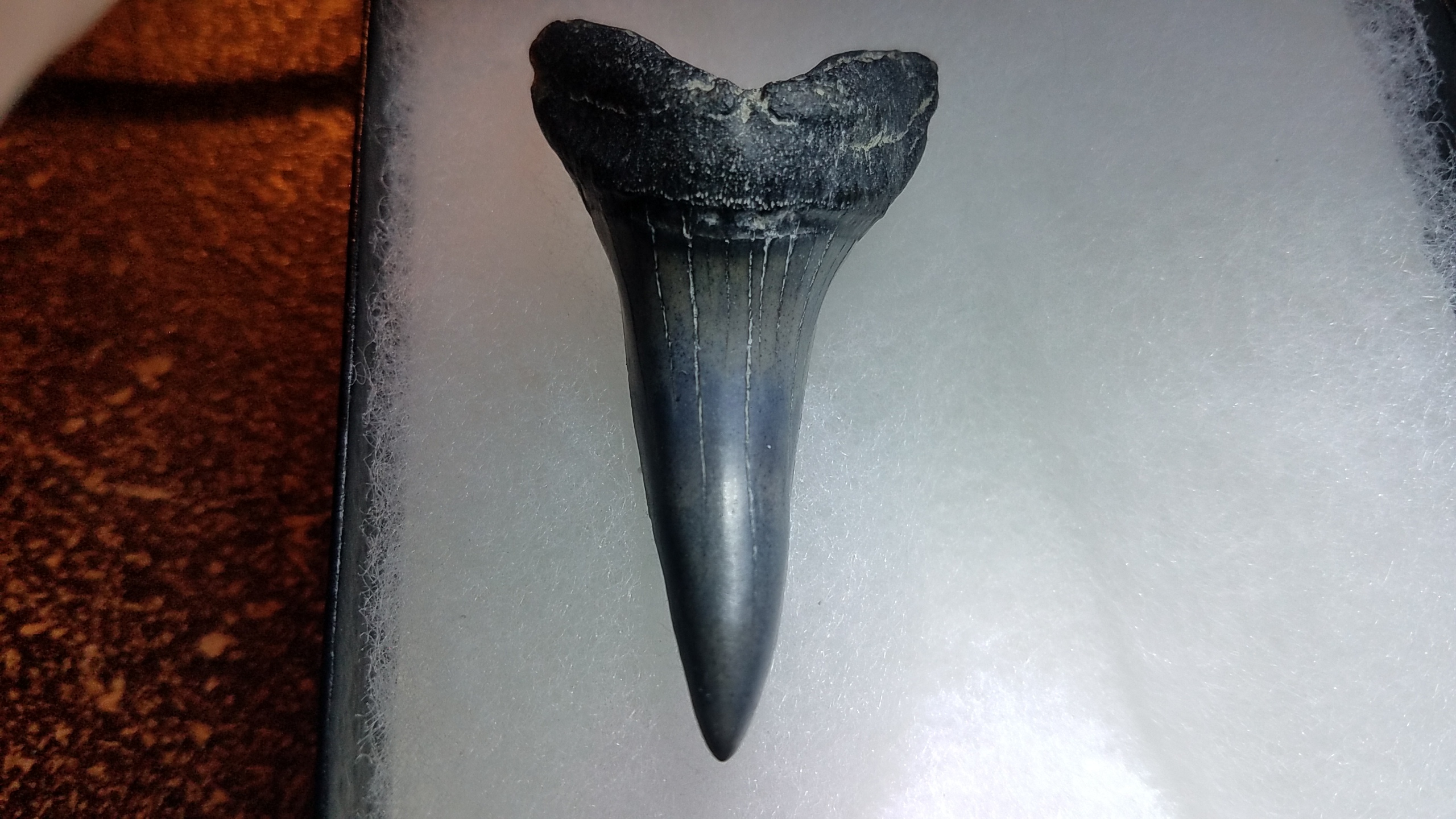 Isurus desori - Sharks & Rays - The Fossil Forum