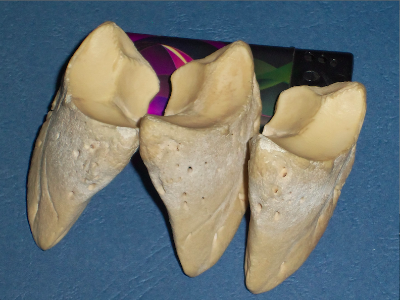 for any animals this teeth - General Fossil Discussion - The Fossil Forum