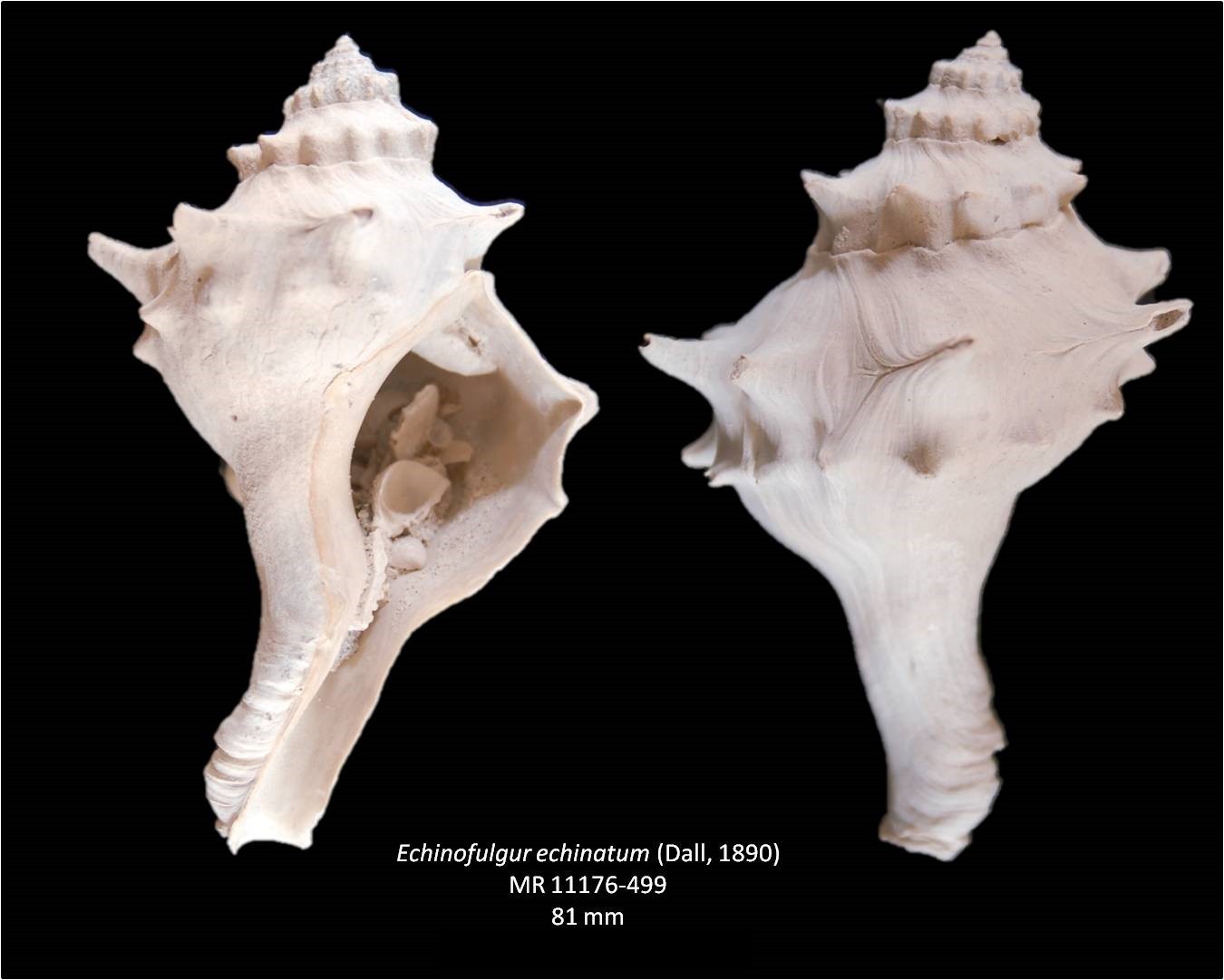 Echinofulgur echinatum - Gastropods - The Fossil Forum
