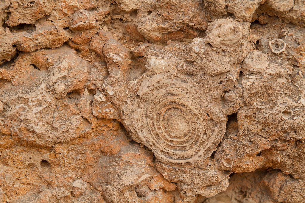Found in Oman - Fossil ID - The Fossil Forum