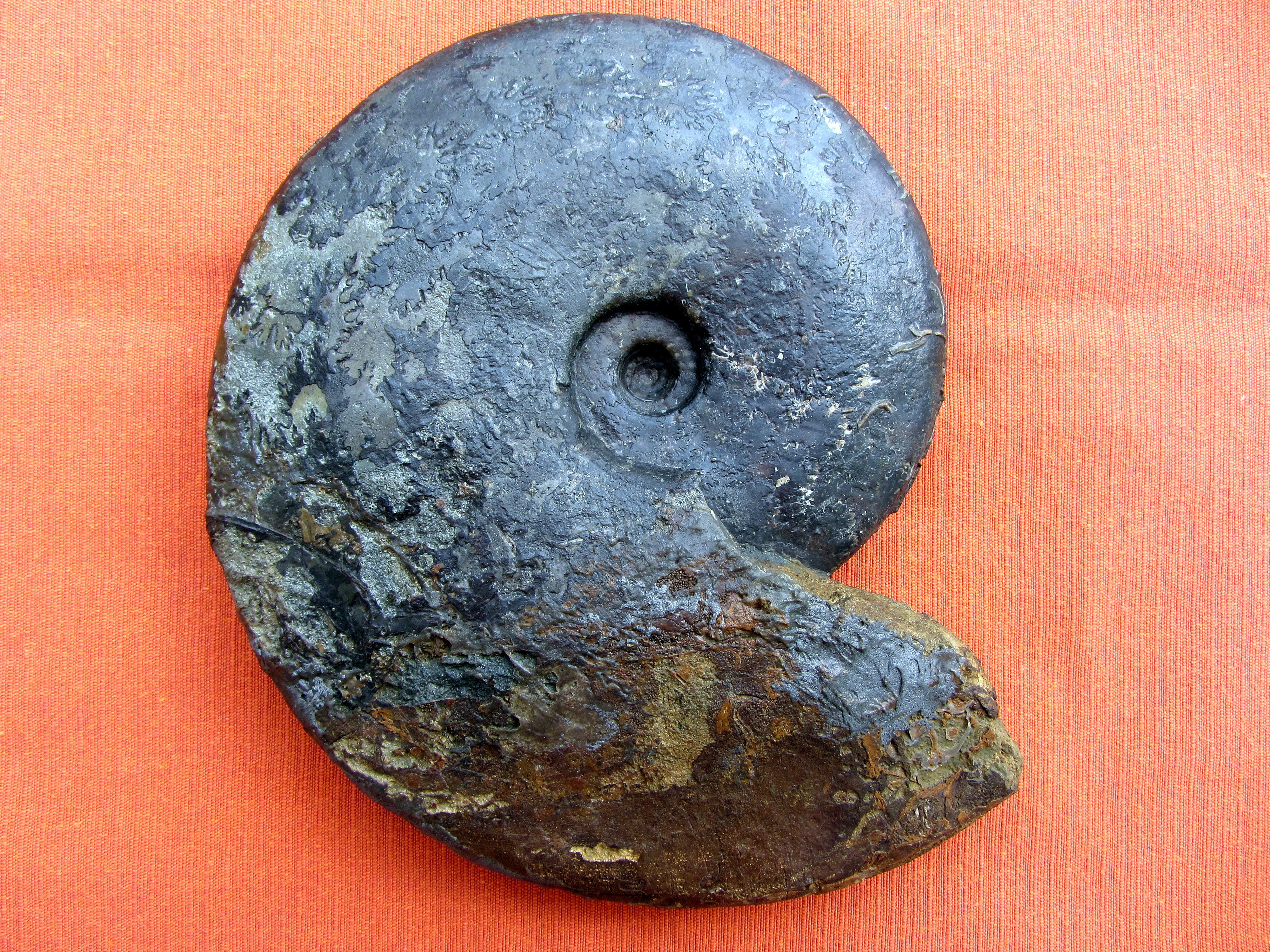 Graphoceras concavum (Sowerby 1815) - Ammonoids - The Fossil Forum