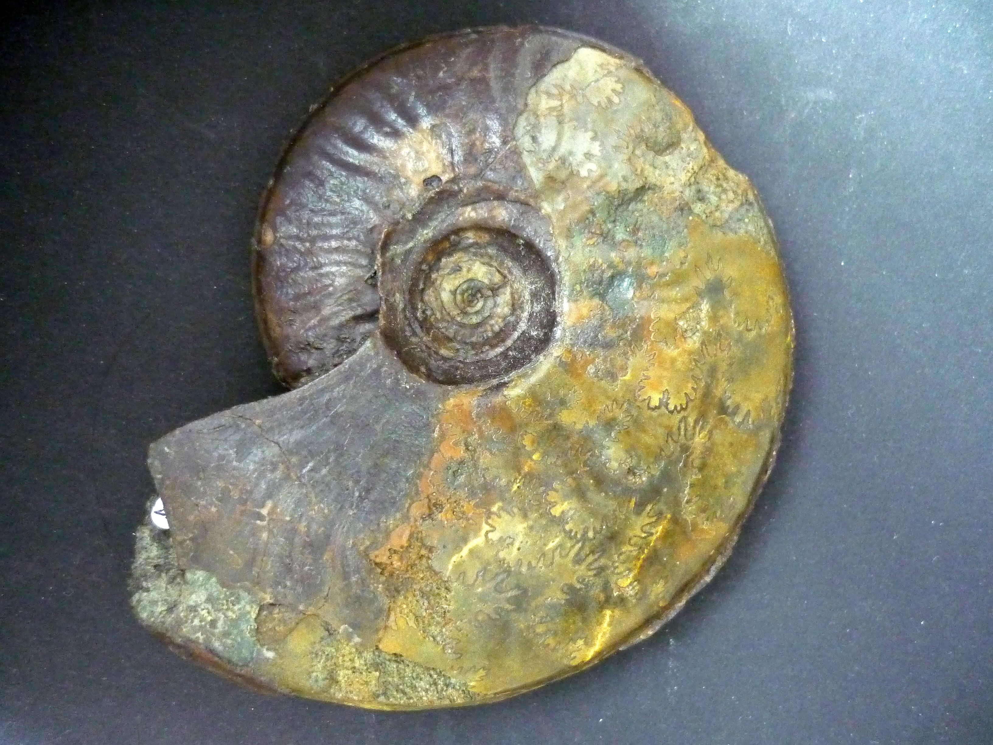 Graphoceras concavum (Sowerby 1815) - Ammonoids - The Fossil Forum