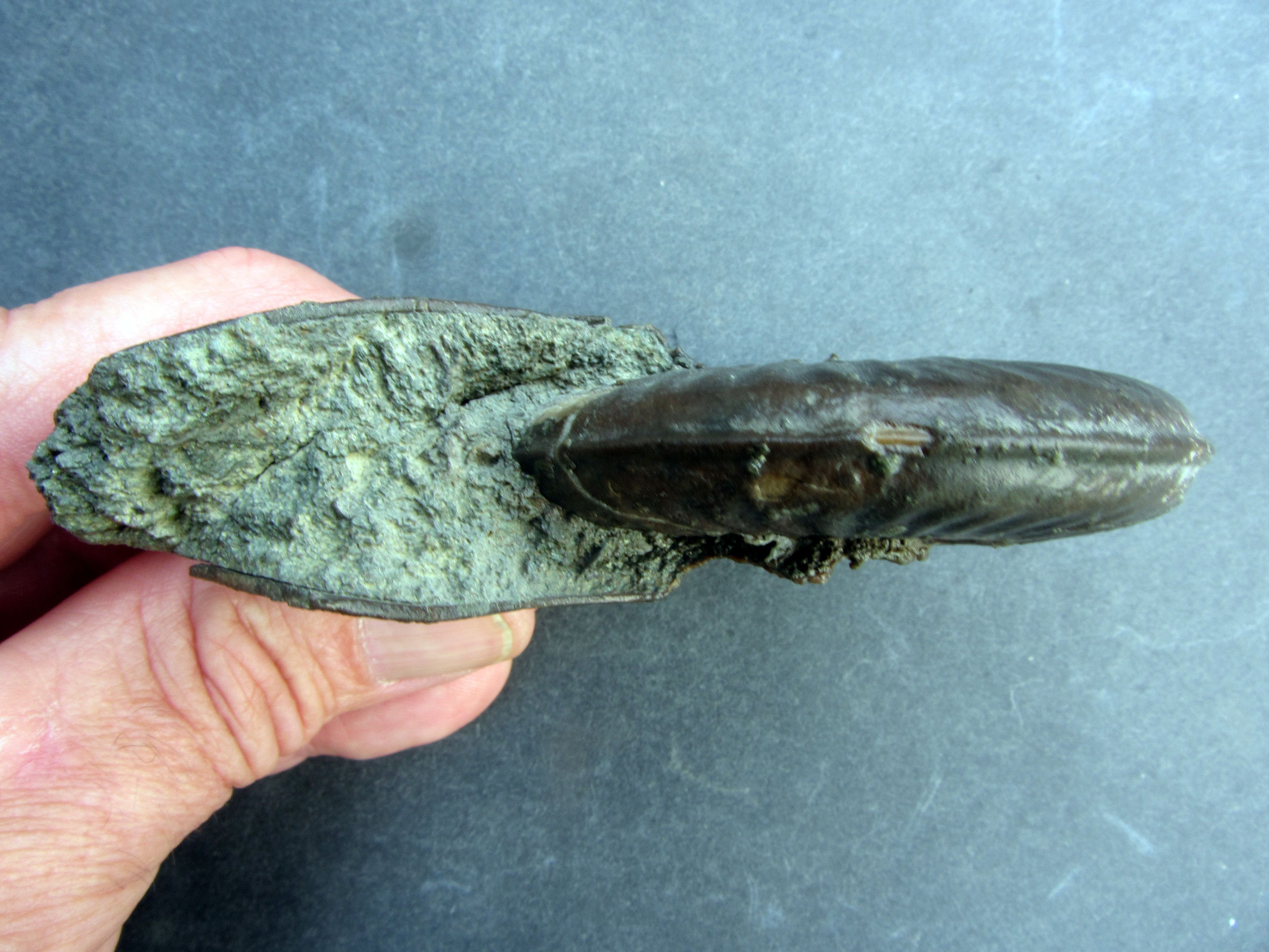 Graphoceras concavum (Sowerby 1815) - Ammonoids - The Fossil Forum