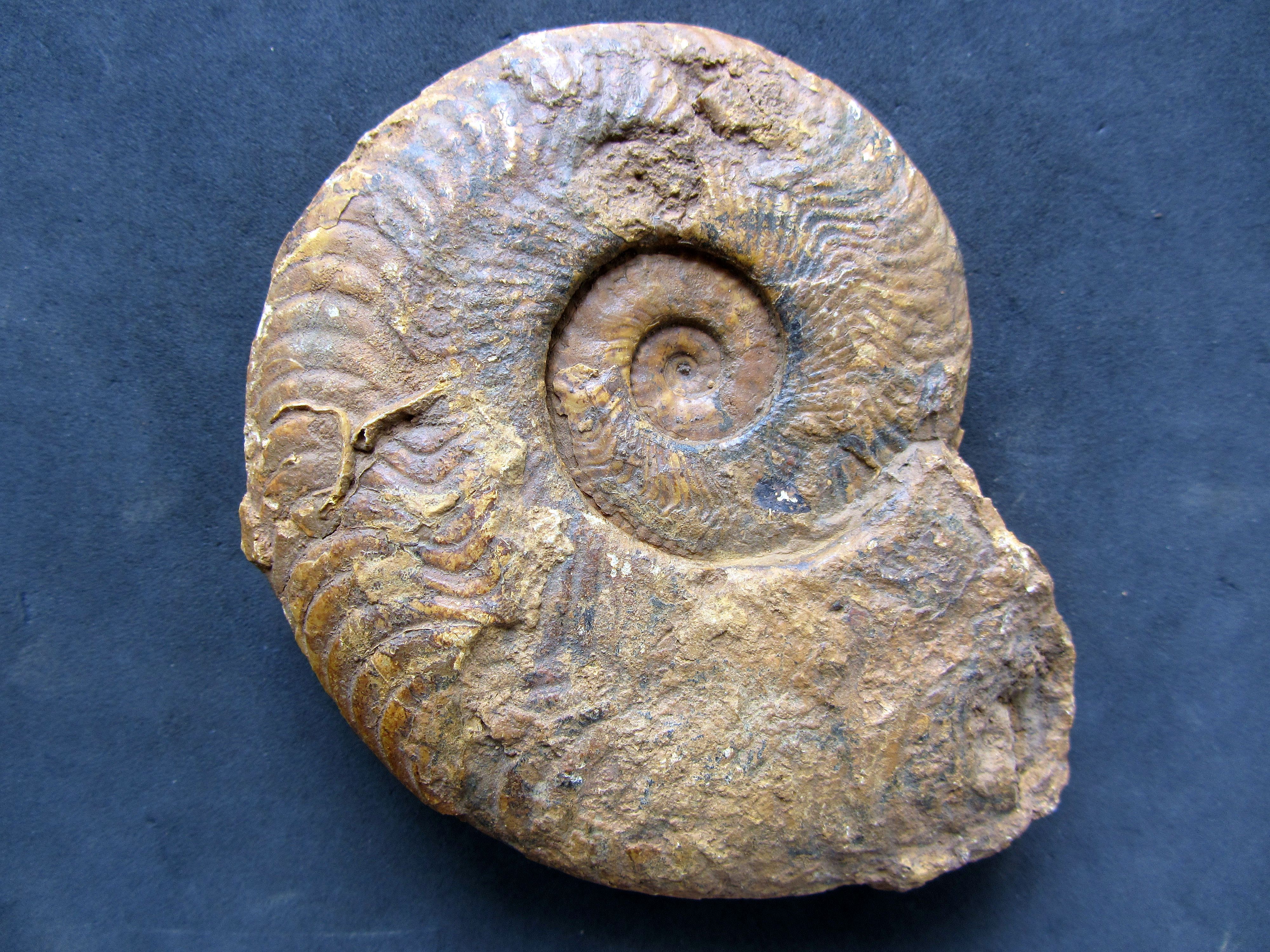 Harpoceras falciferum (Sowerby 1820) - Ammonoids - The Fossil Forum