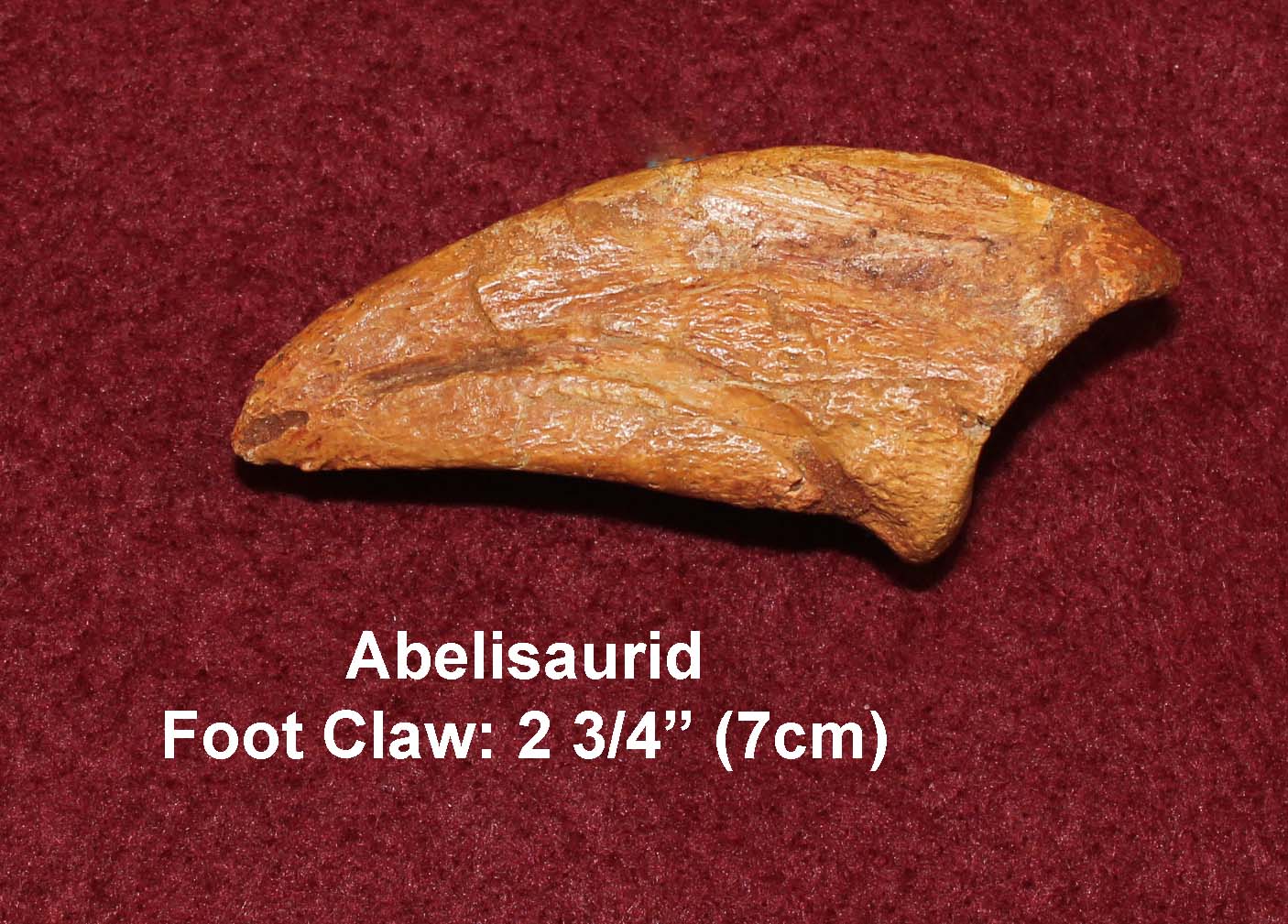 Identifying Moroccan Theropod Claws - General Fossil Discussion - The ...