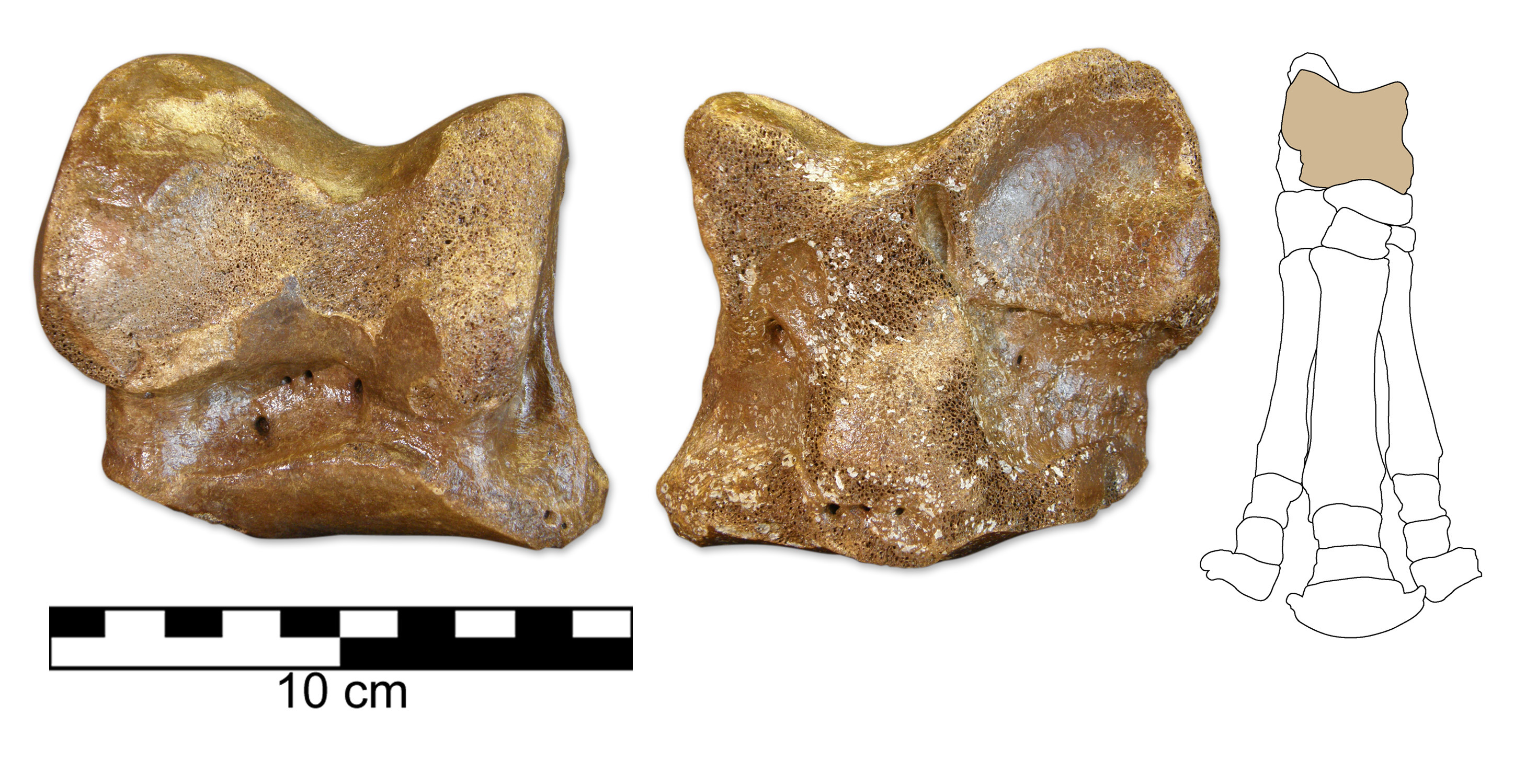 Coelodonta antiquitatis talus bone - Mammals - The Fossil Forum