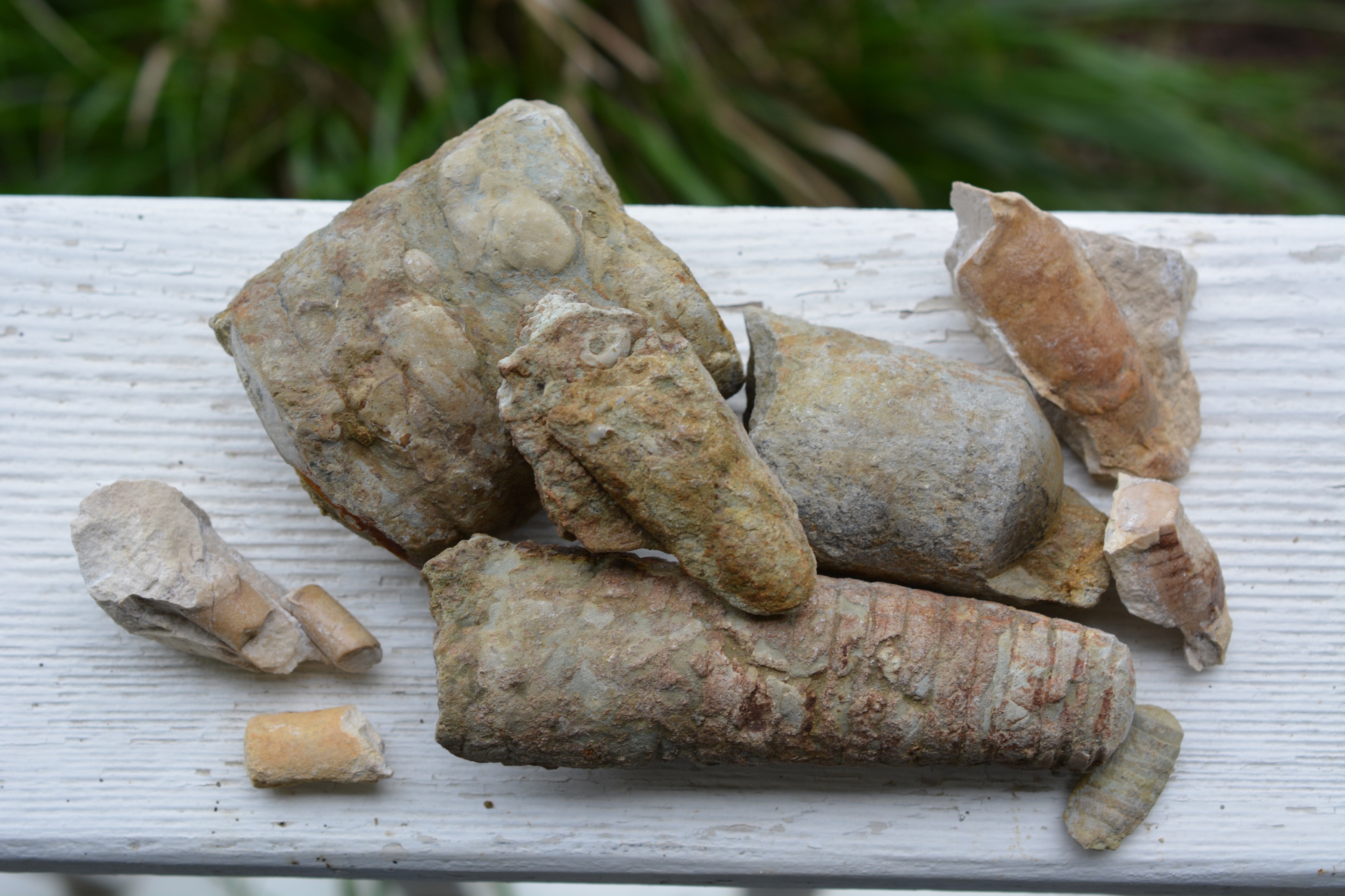 Filling the sandbox - Fossil Hunting Trips - The Fossil Forum