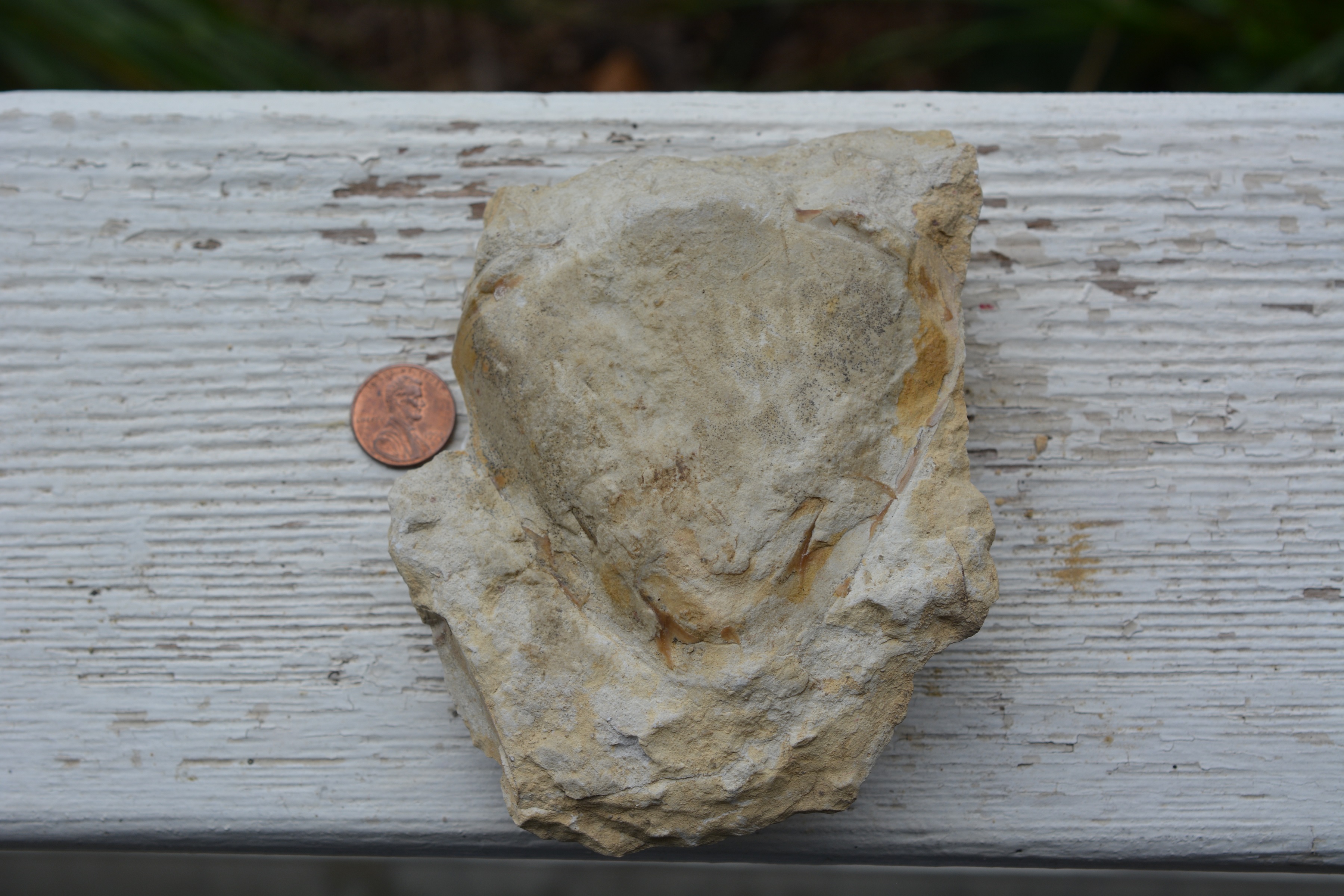Filling the sandbox - Fossil Hunting Trips - The Fossil Forum