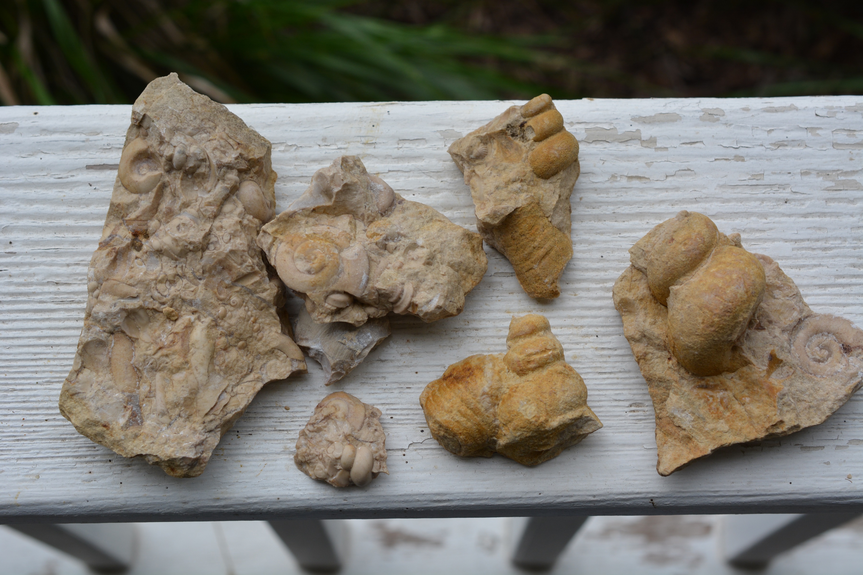 Filling the sandbox - Fossil Hunting Trips - The Fossil Forum