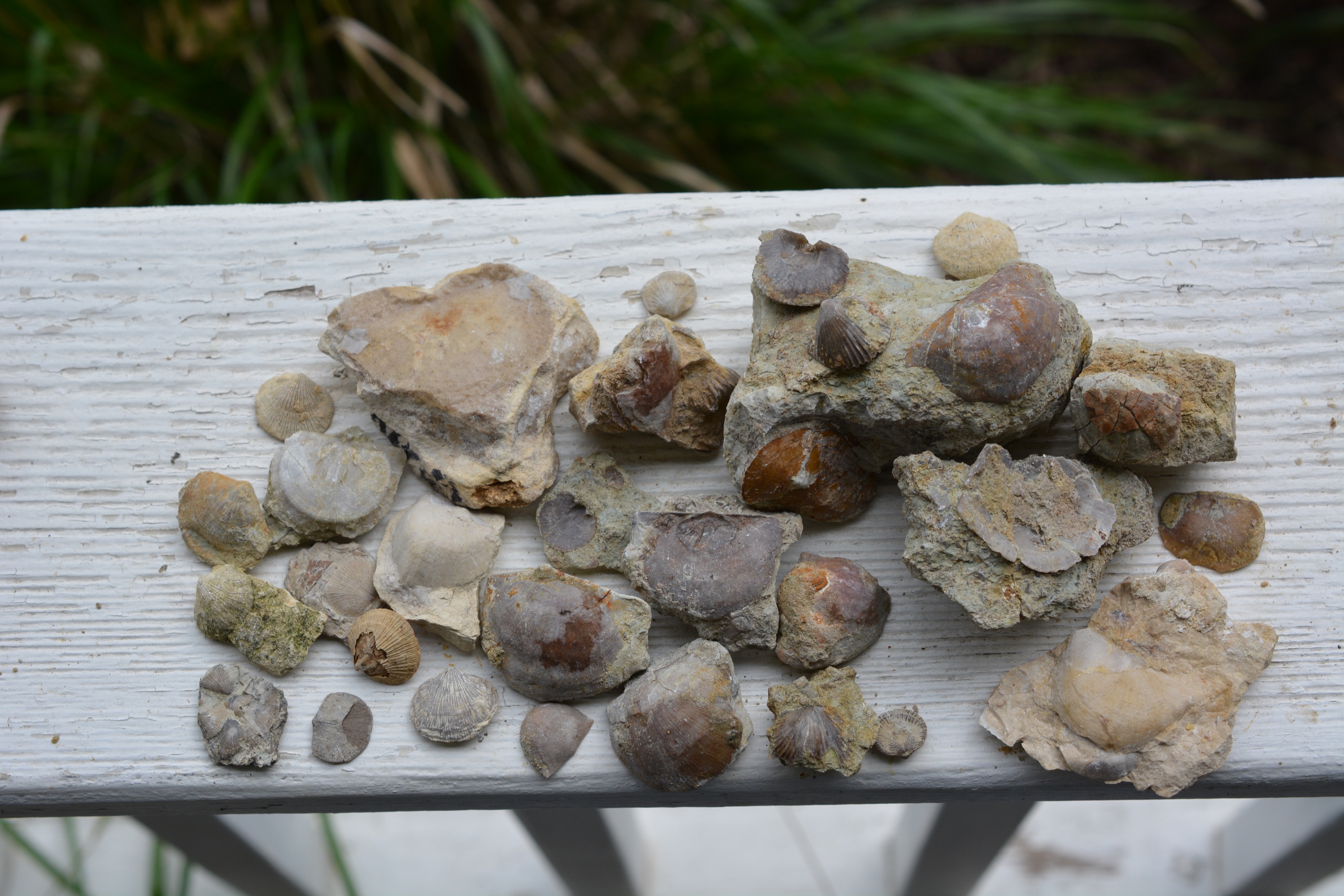 Filling the sandbox - Fossil Hunting Trips - The Fossil Forum