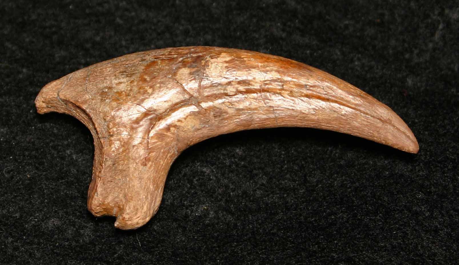 Foot claw - Fossil ID - The Fossil Forum