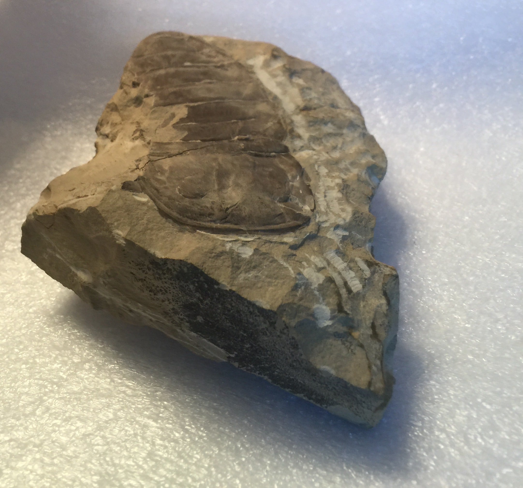 Eurypterid - Other Arthropods - The Fossil Forum