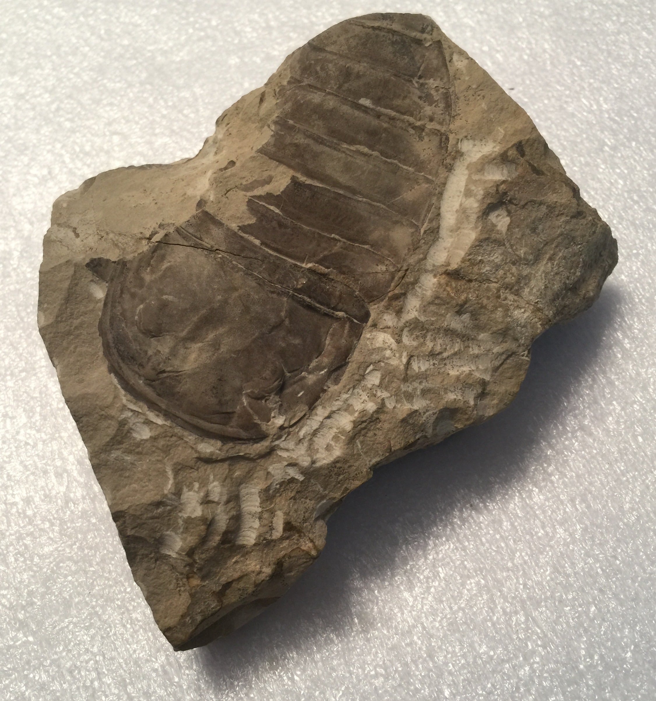 Eurypterid - Other Arthropods - The Fossil Forum