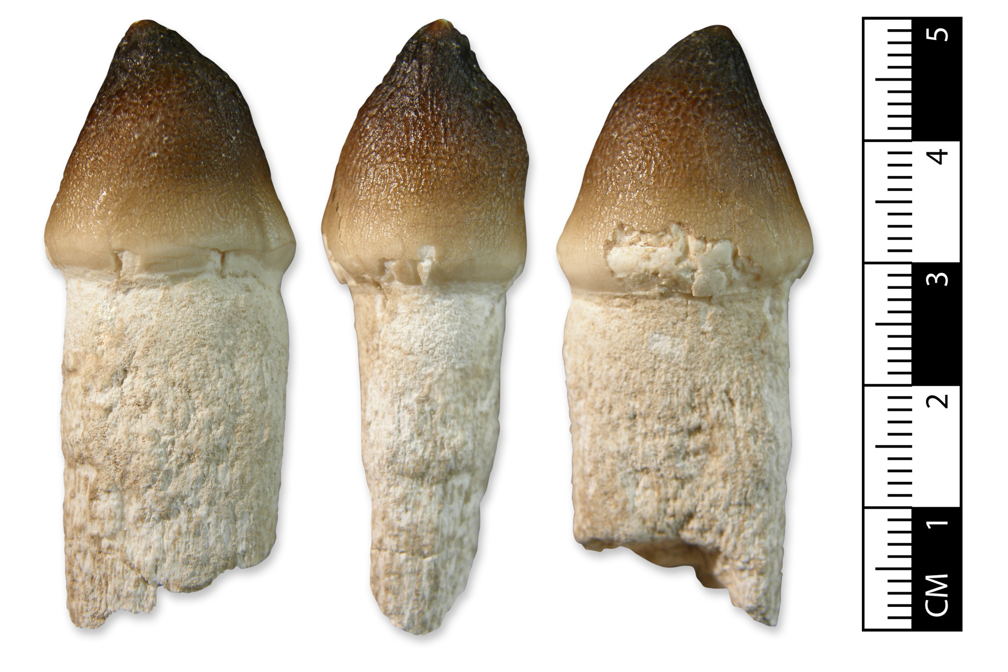 Globidens tooth - Amphibians & Reptiles - The Fossil Forum