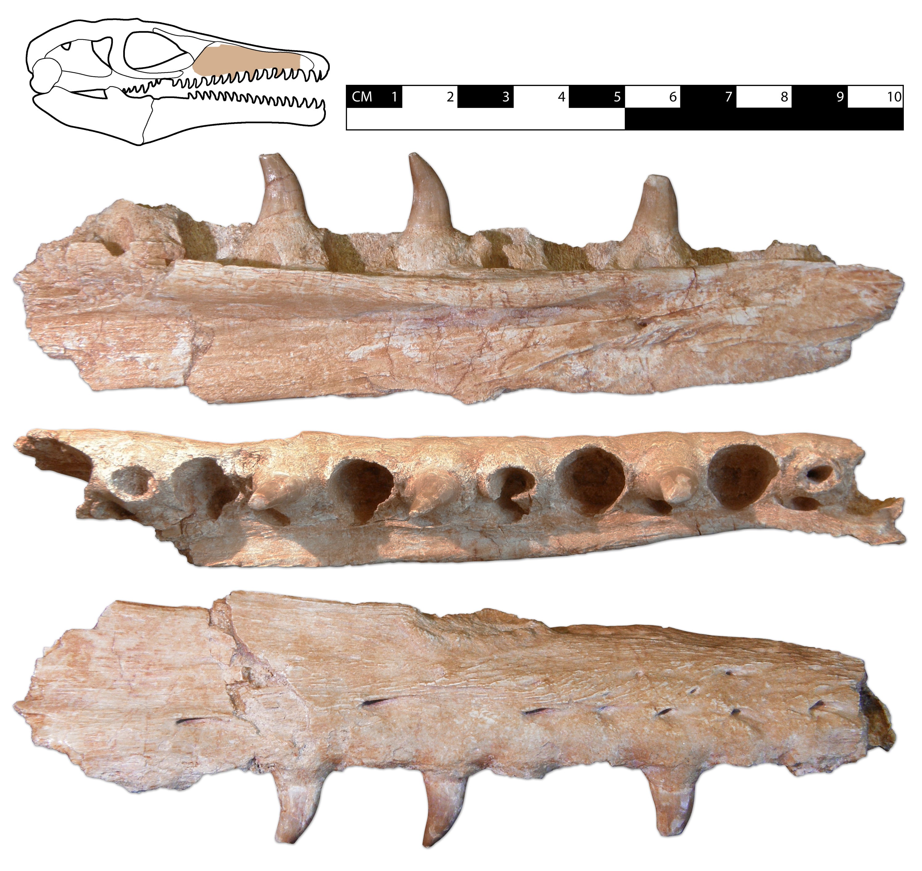 Halisaurus arambourgi jaw - Amphibians & Reptiles - The Fossil Forum