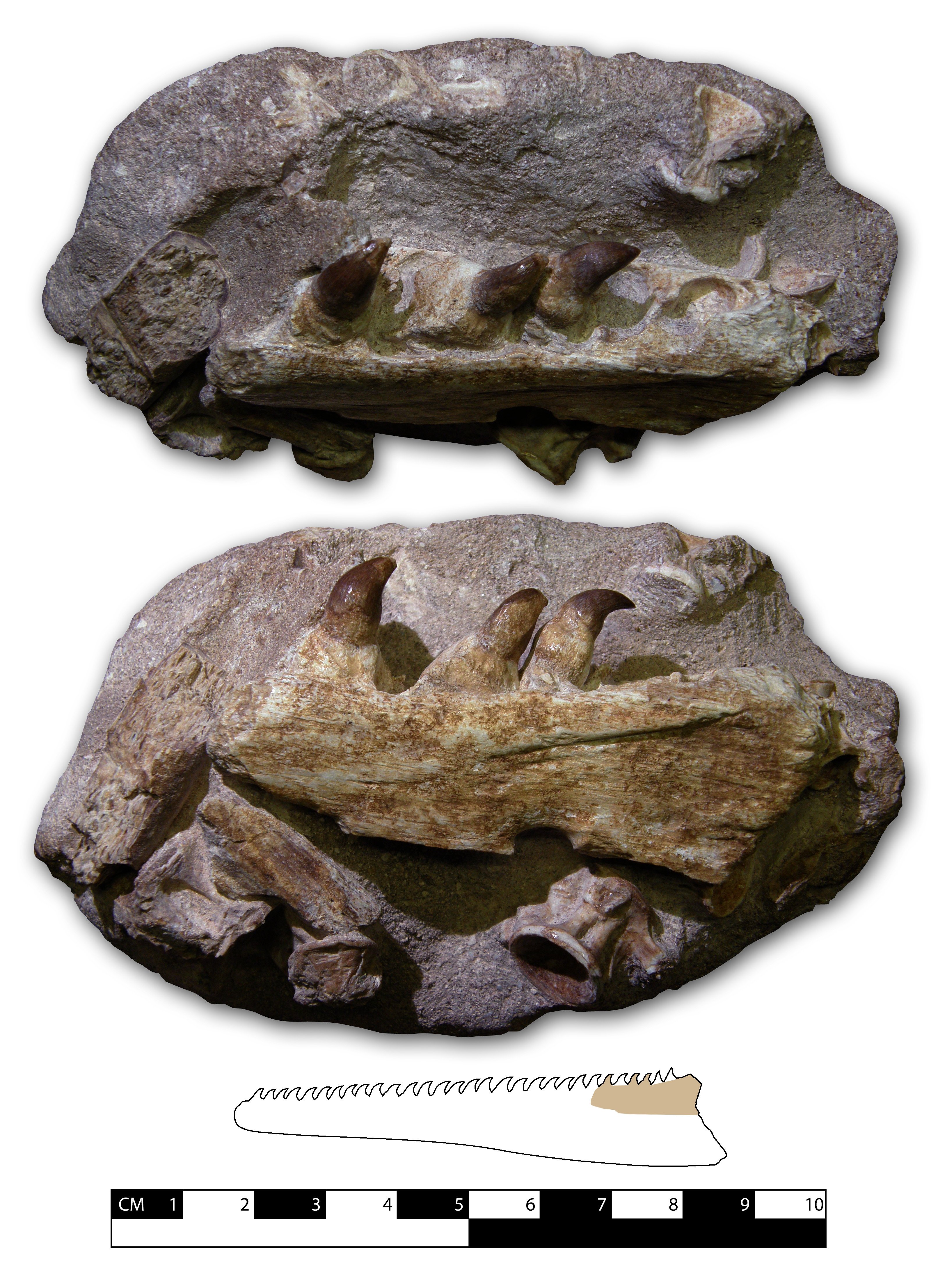 Halisaurus walkeri jaw fragment - Amphibians & Reptiles - The Fossil Forum