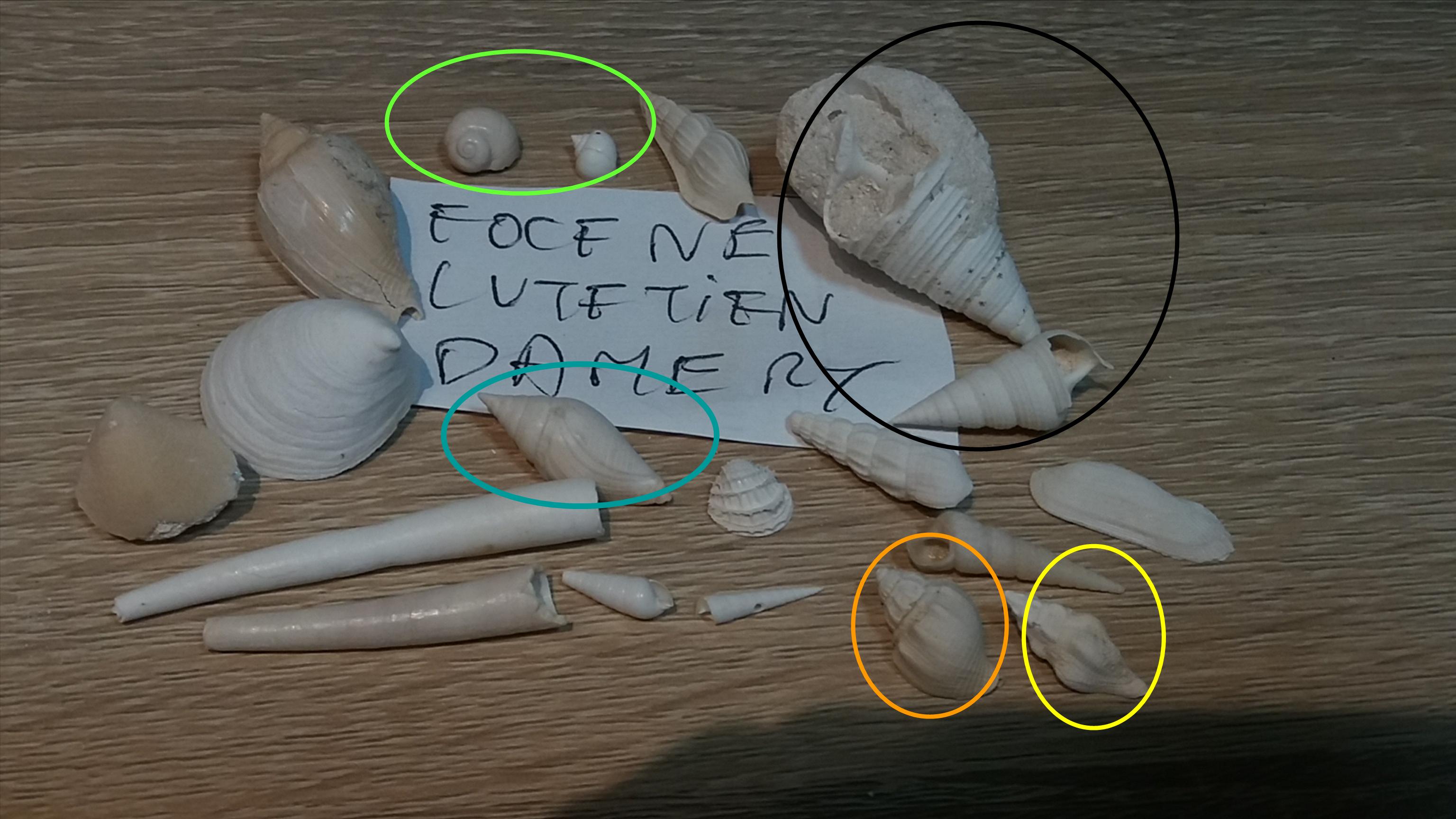 Eocene shells from France - Fossil ID - The Fossil Forum
