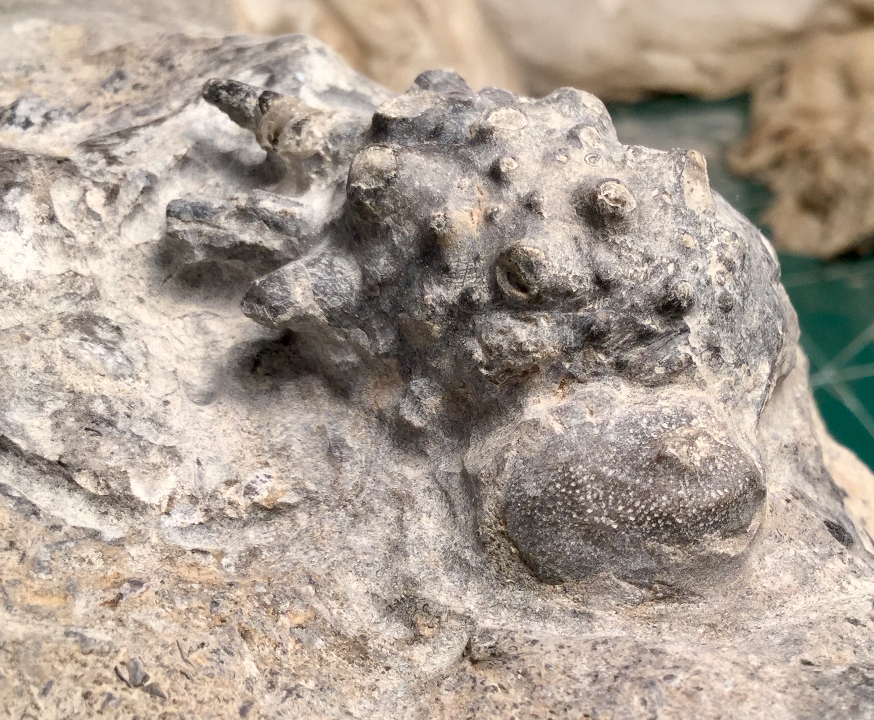 Another strange Trilobite ? - Fossil ID - The Fossil Forum