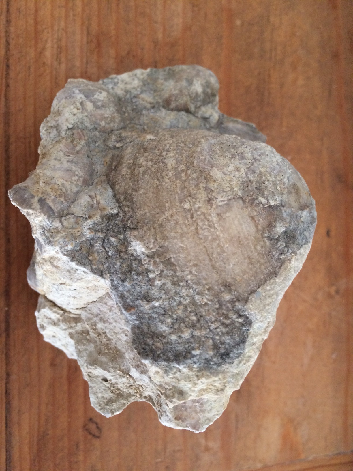 Fossil Clam Identification - Fossil ID - The Fossil Forum