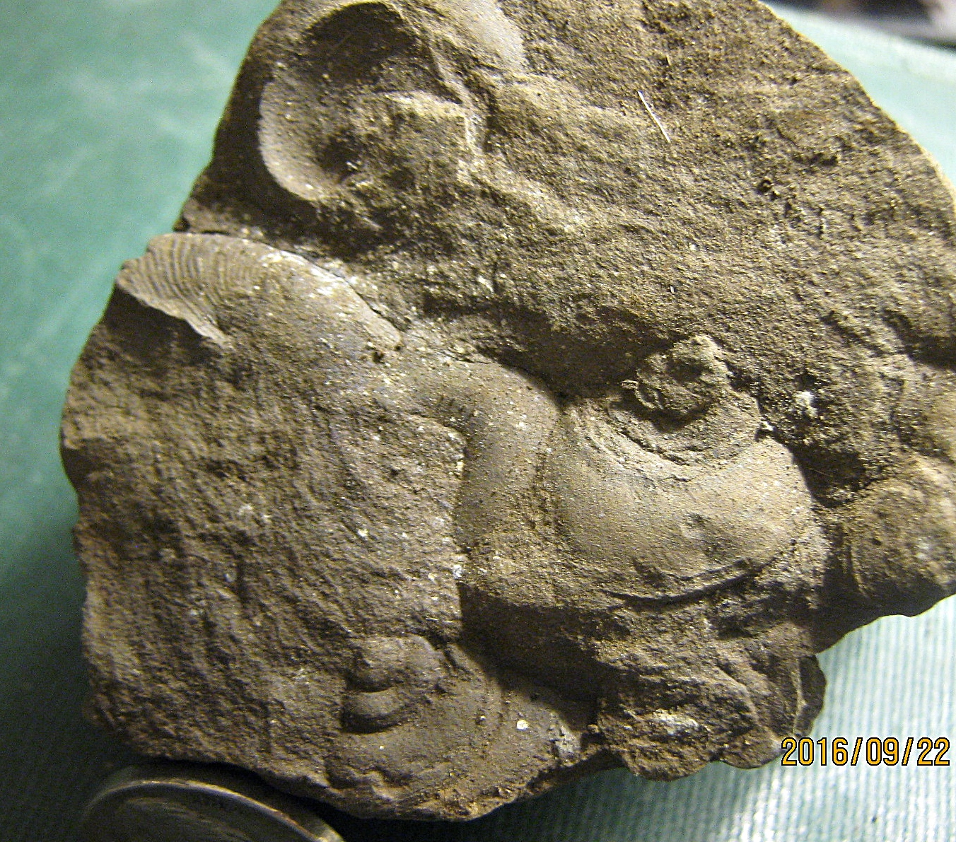 South Eastern NY M. Devonian - Fossil Hunting Trips - The Fossil Forum