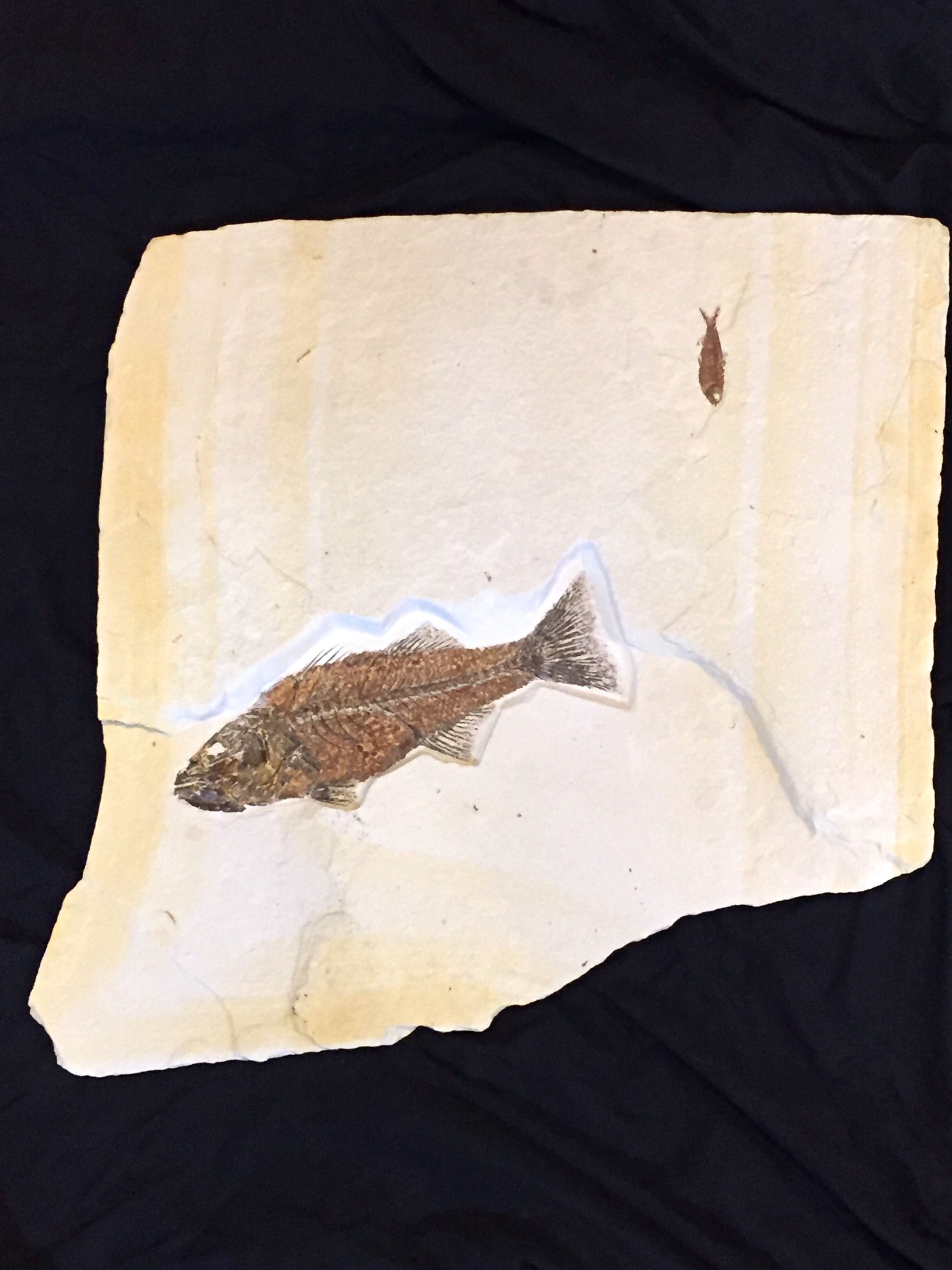 Mioplosus labracoides - Fishes - The Fossil Forum