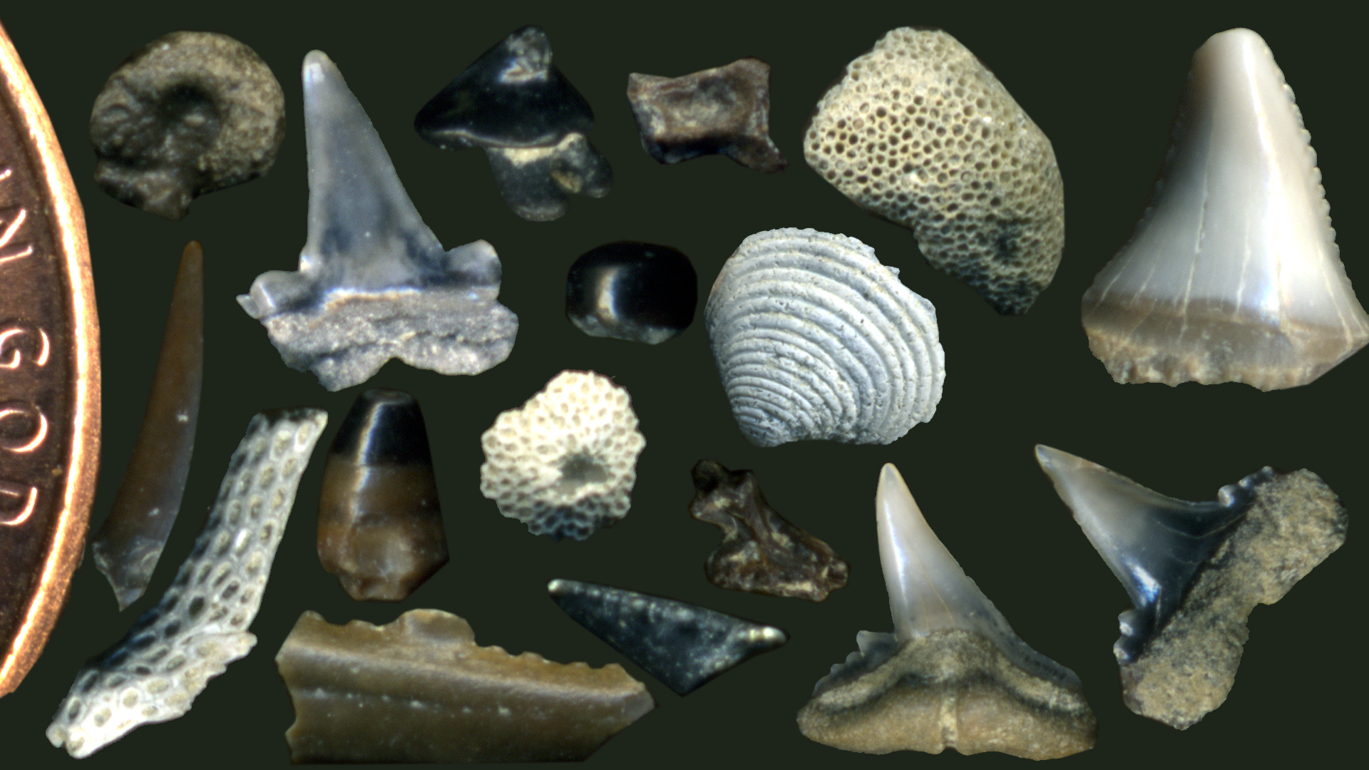 Aurora NC - a virtual trip in a box of rocks. - Fossil Hunting Trips ...