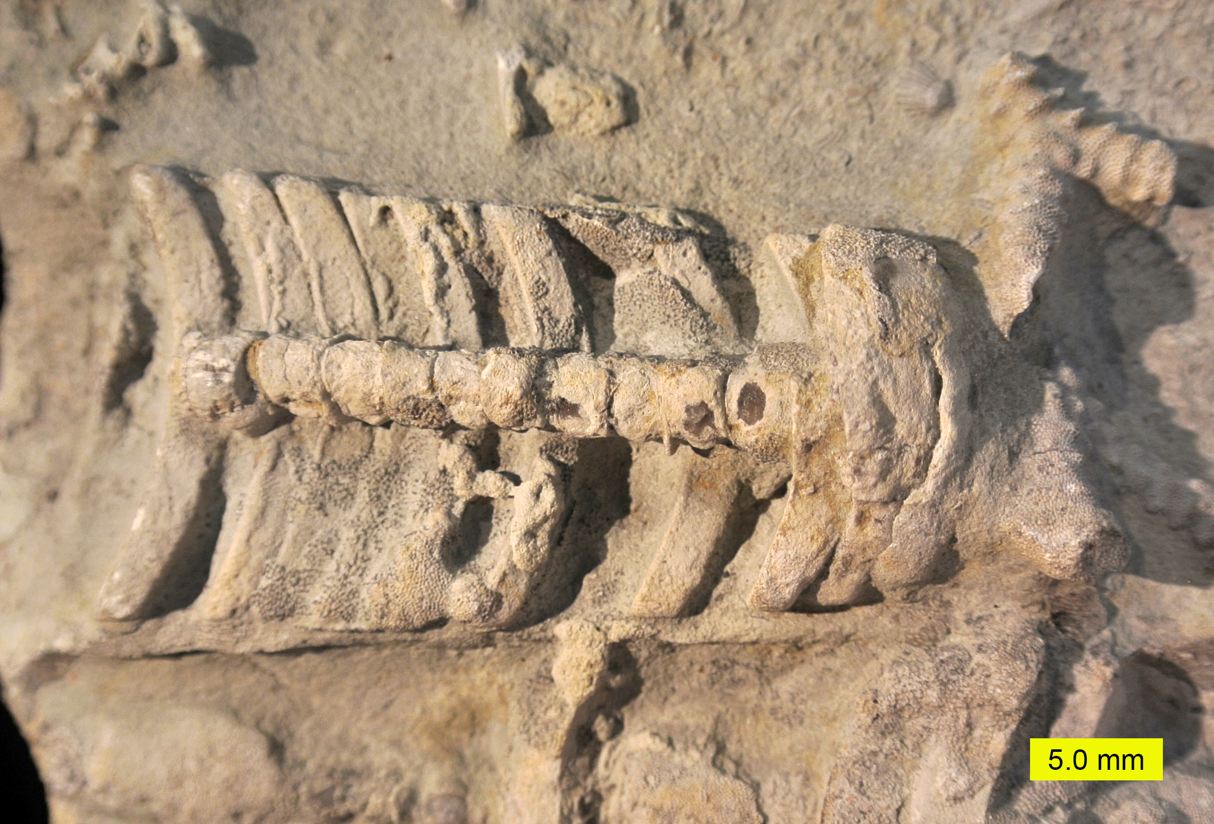 Well, it's big.... - Fossil ID - The Fossil Forum