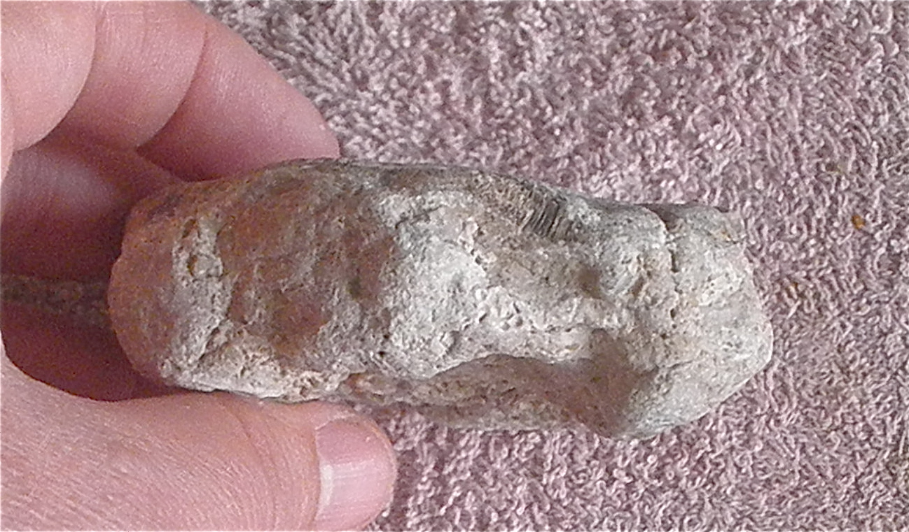 Trichites ? - Fossil ID - The Fossil Forum