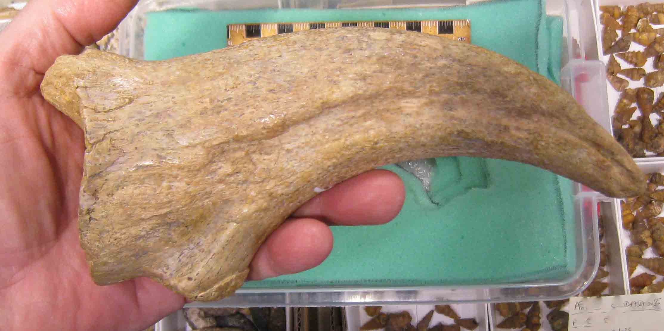 Identifying Moroccan Theropod Claws - General Fossil Discussion - The ...