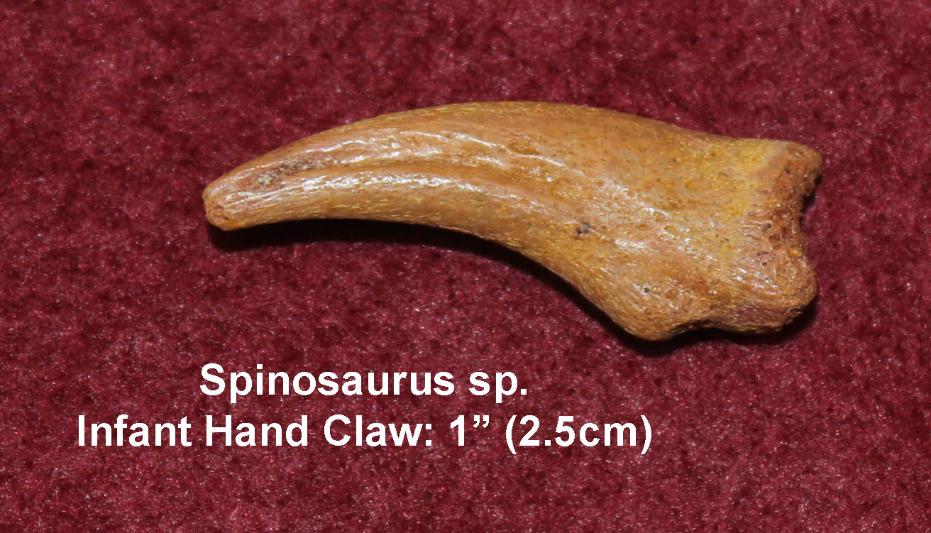 Identifying Moroccan Theropod Claws - General Fossil Discussion - The ...