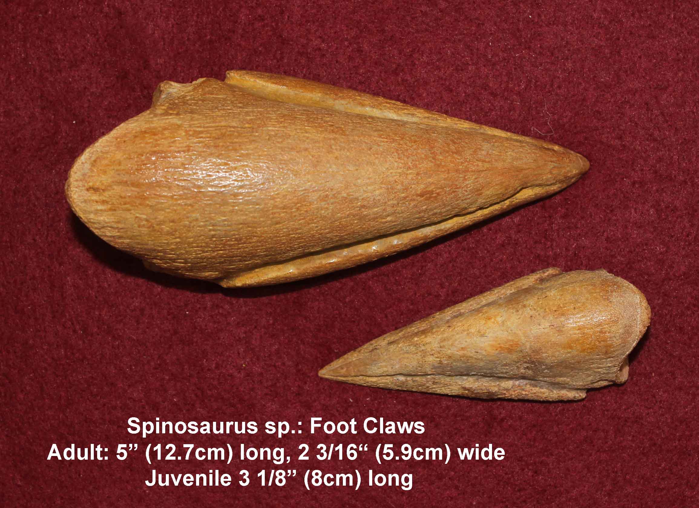Identifying Moroccan Theropod Claws - General Fossil Discussion - The ...