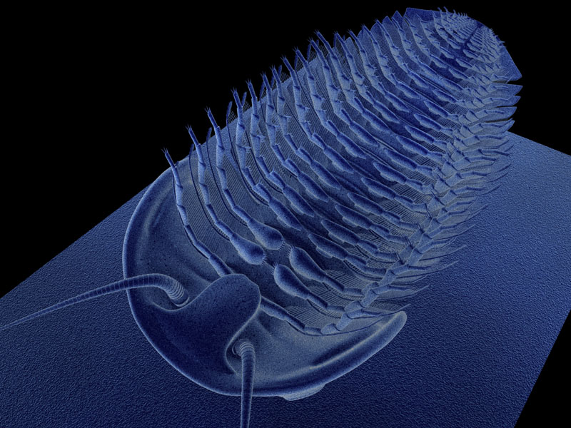 Trilobite : a 3D reconstruction - Paleo Re-creations - The Fossil Forum