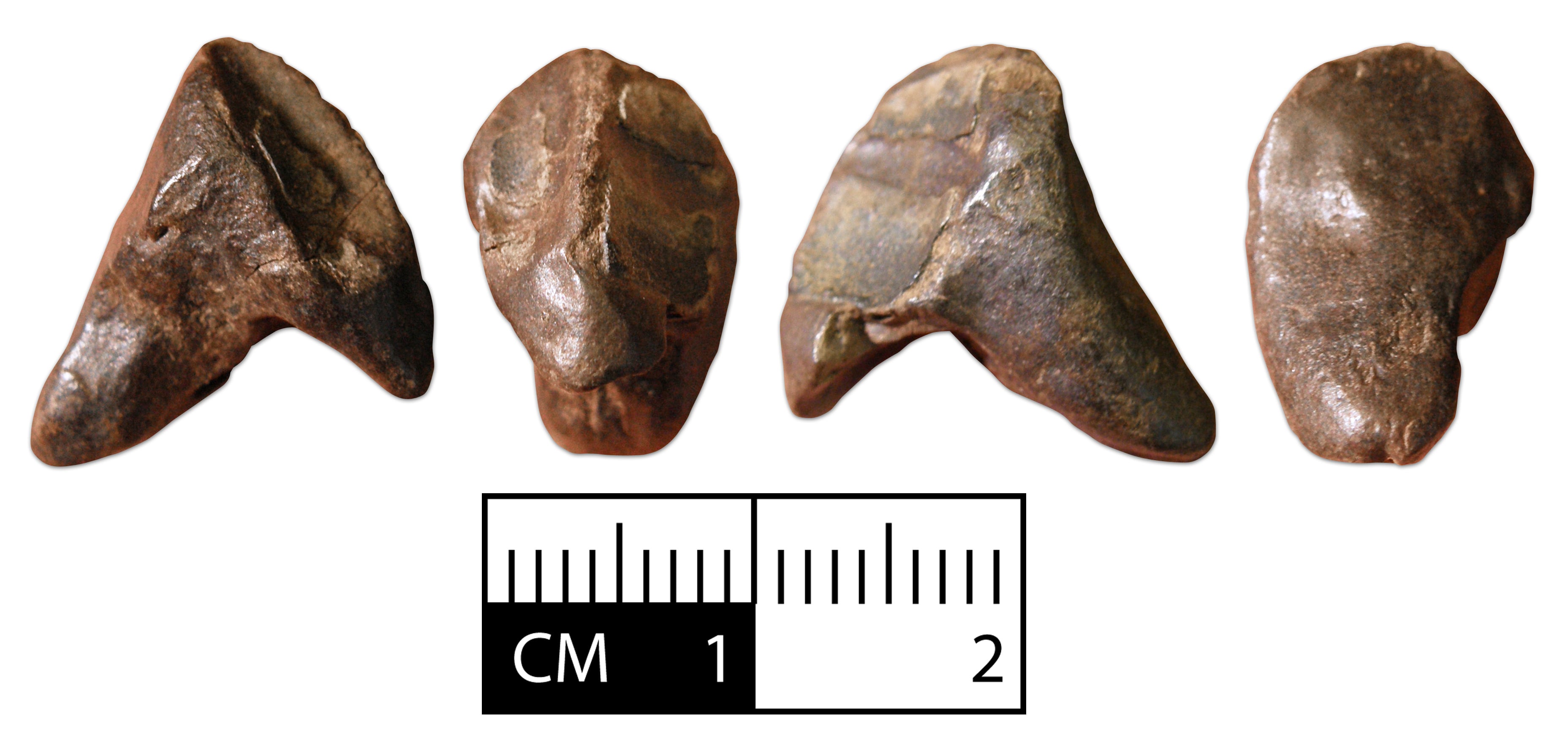 Triceratops tooth - Dinosaurs - The Fossil Forum