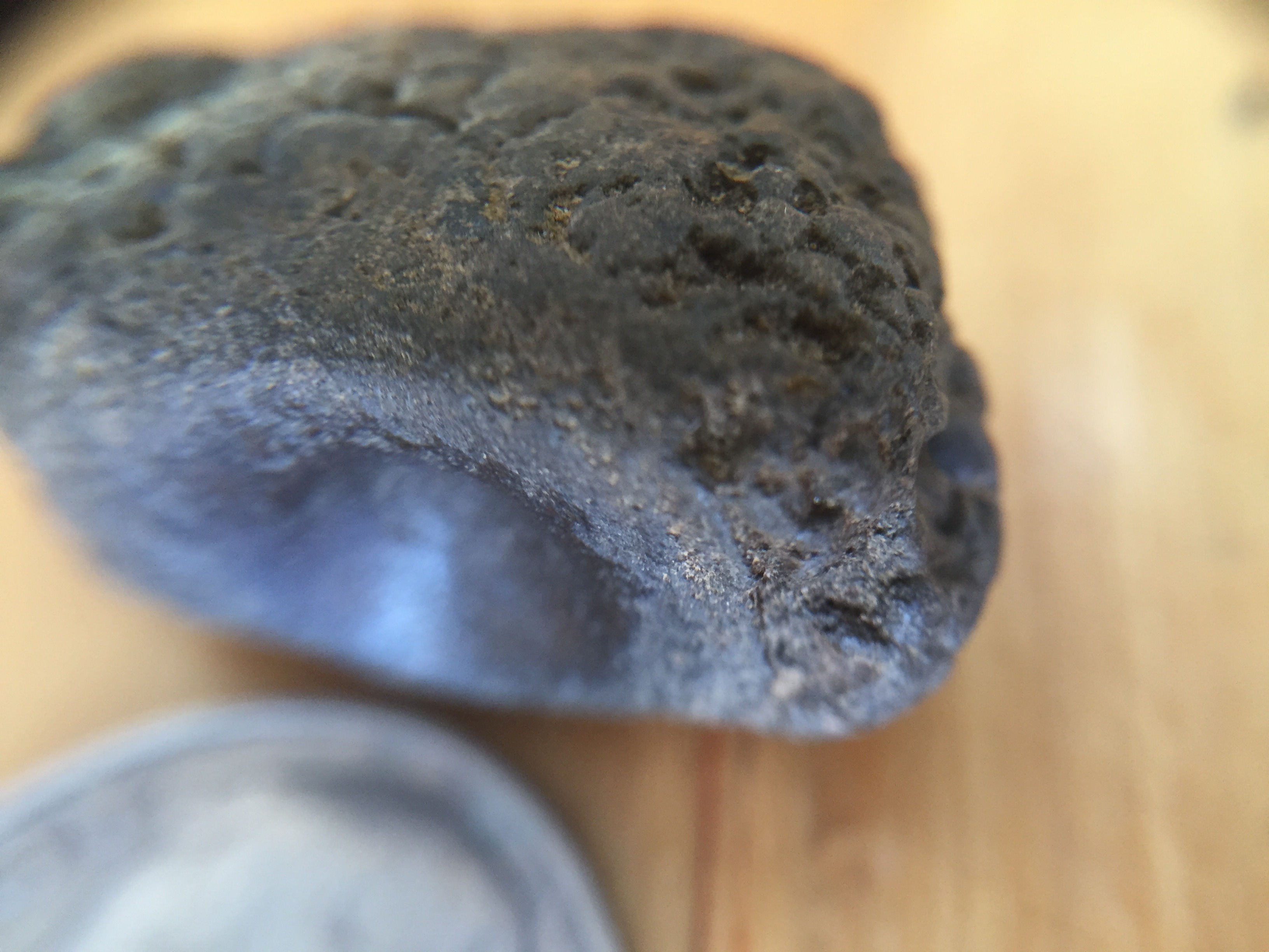Big brook find - Fossil ID - The Fossil Forum
