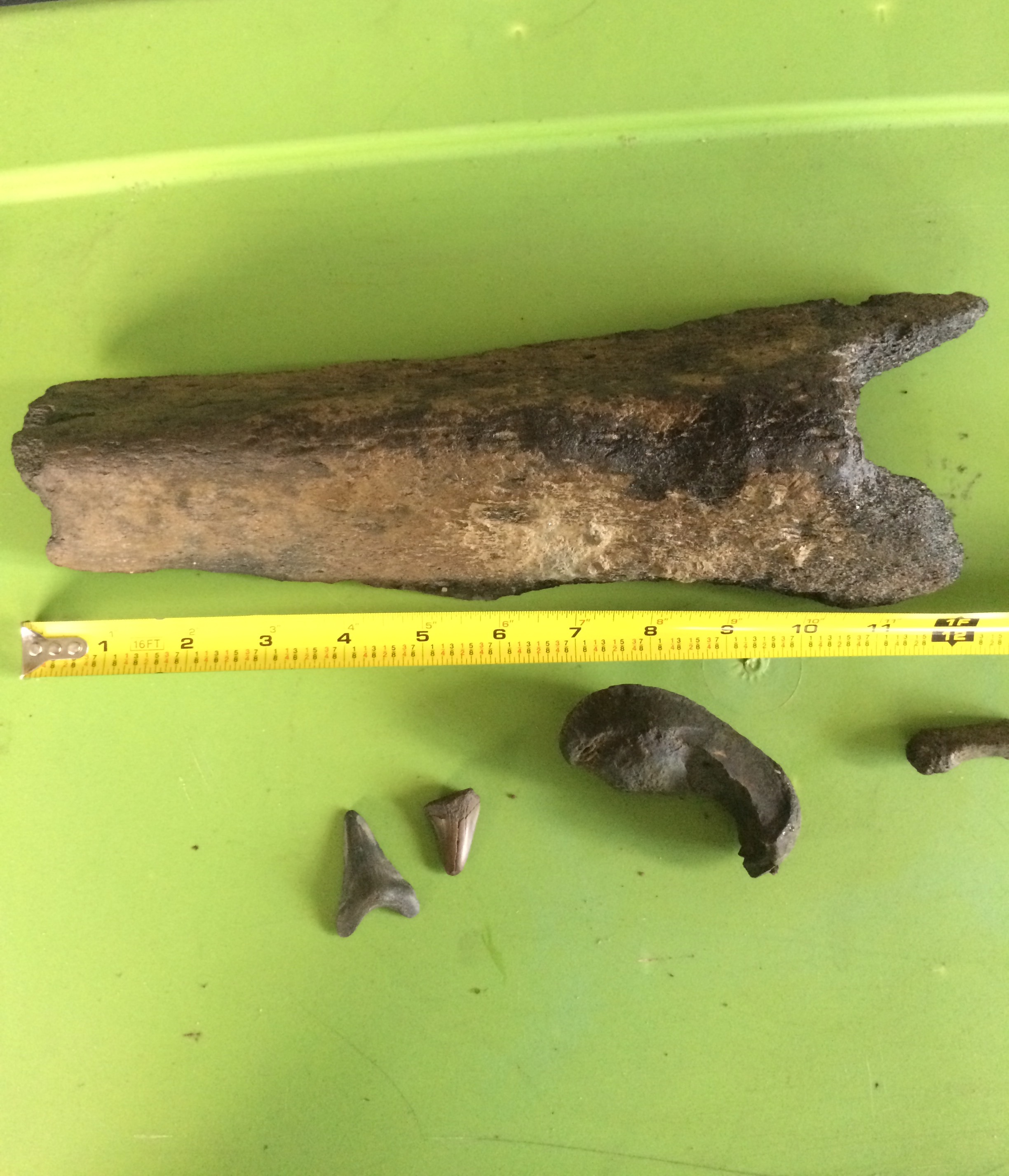 river finds from va - Fossil Hunting Trips - The Fossil Forum