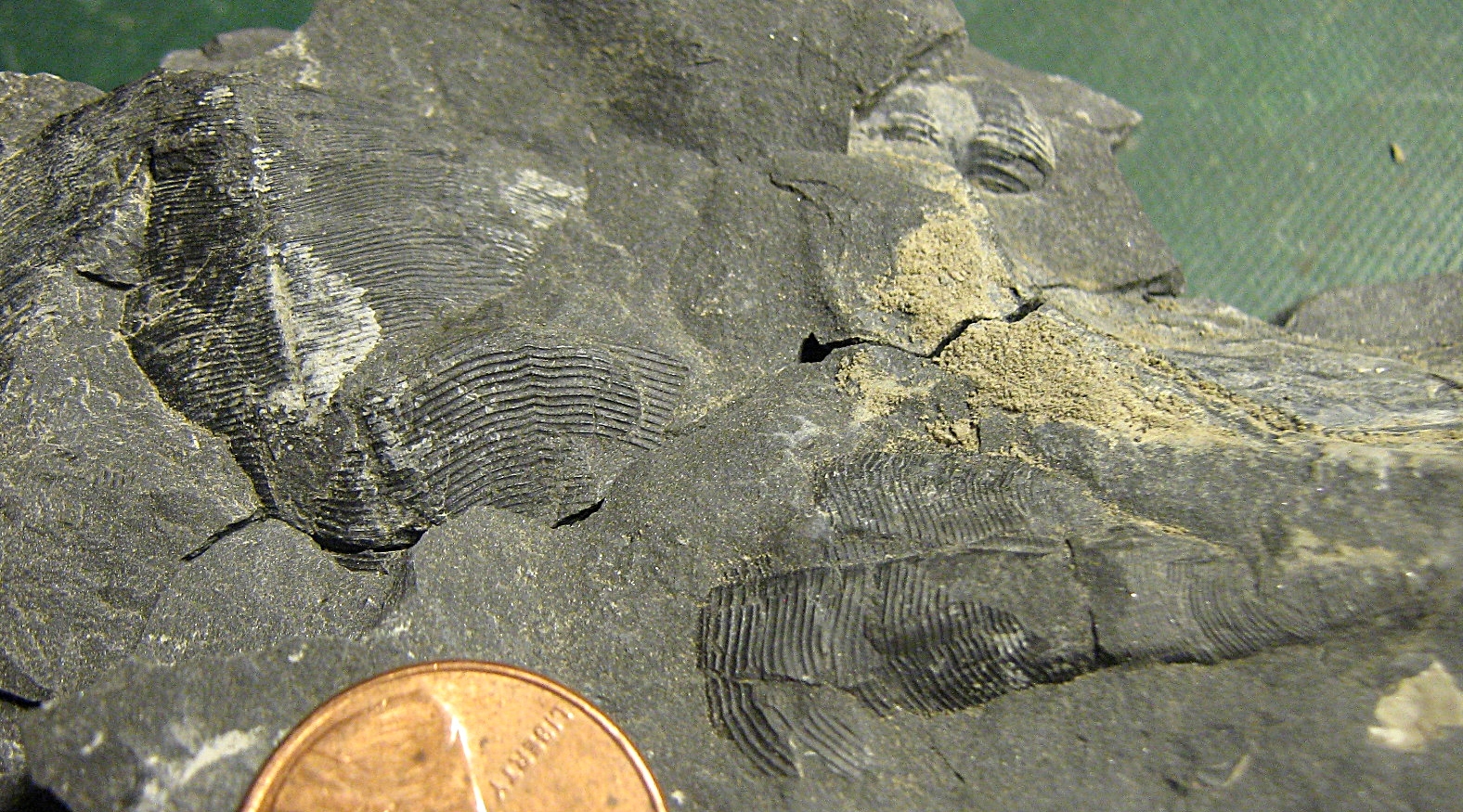 Middle Devonian Conularid from the Marcellus Shale, Madison Co., NY ...
