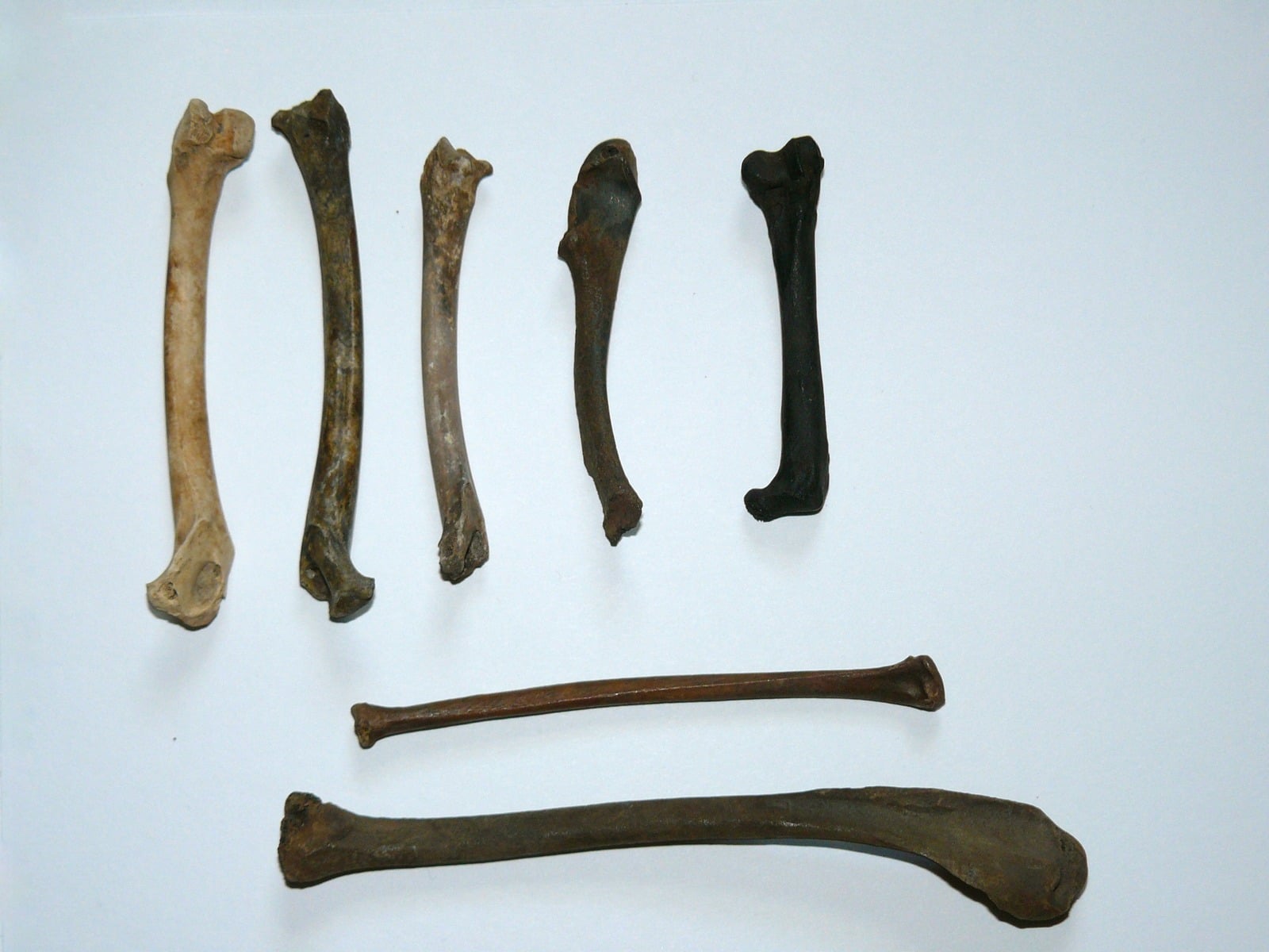 Sea Bird Wing Bone - Member Collections - The Fossil Forum